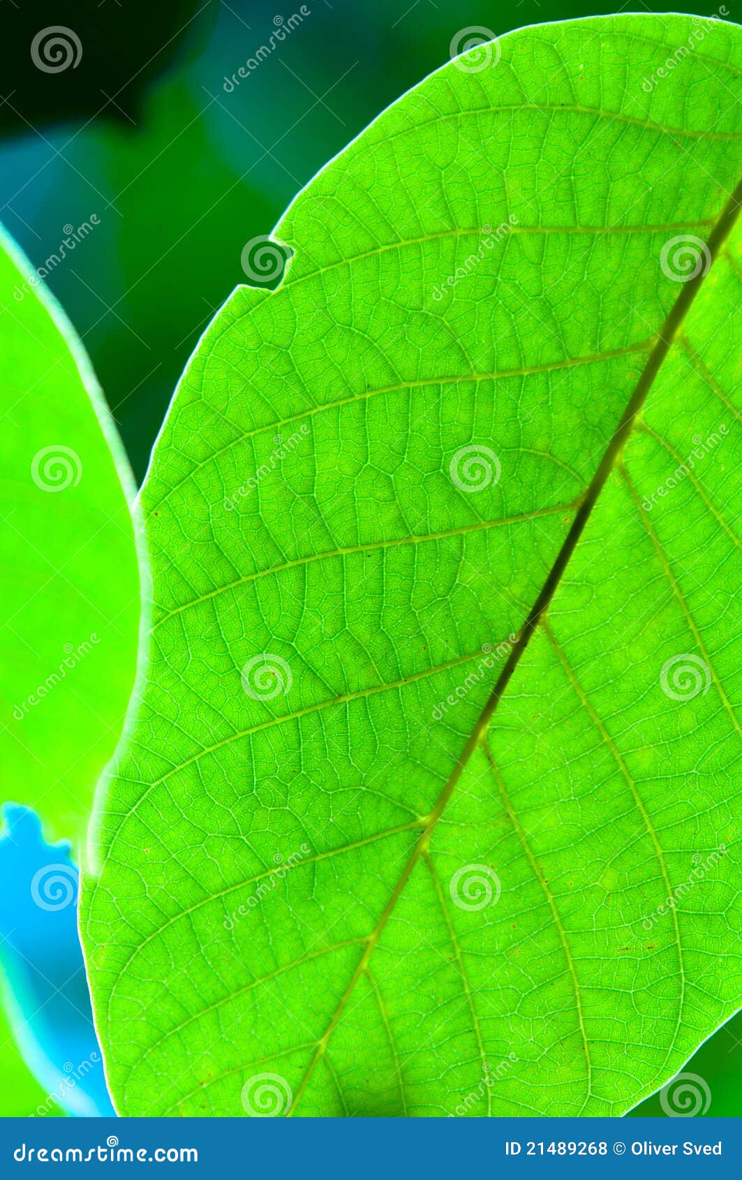 Fresh green leaves stock photo. Image of botany, beautiful - 21489268
