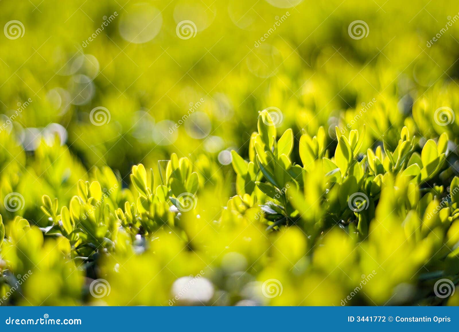 Fresh green leaves stock photo. Image of outdoor, greenery - 3441772