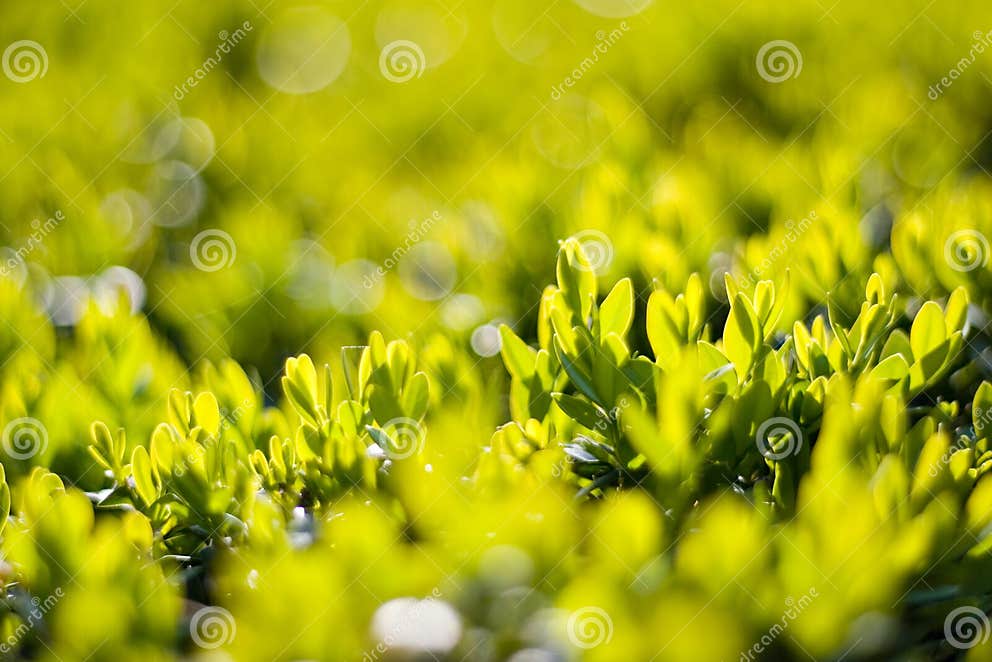 Fresh green leaves stock photo. Image of outdoor, greenery - 3441772