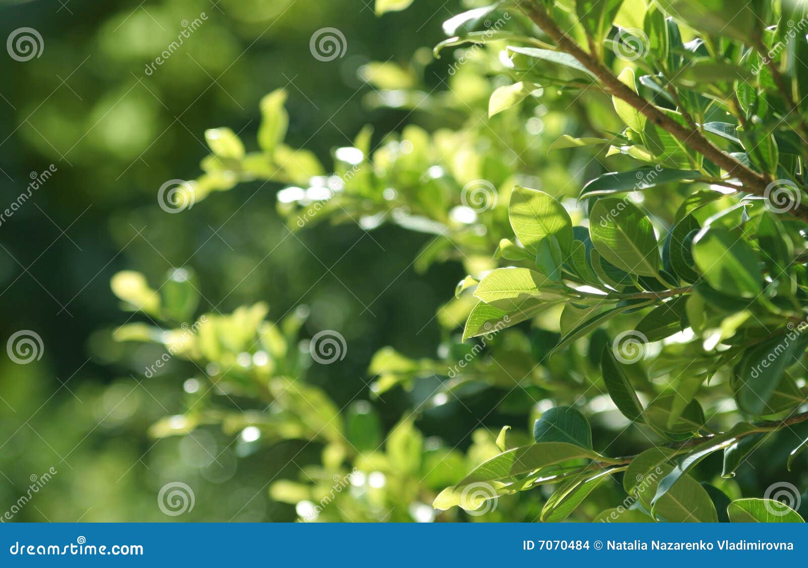 Fresh green leaves stock photo. Image of organic, plants - 7070484