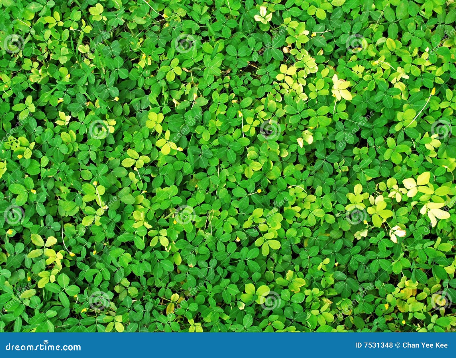 Fresh green leaves stock photo. Image of foliage, anatomy - 7531348
