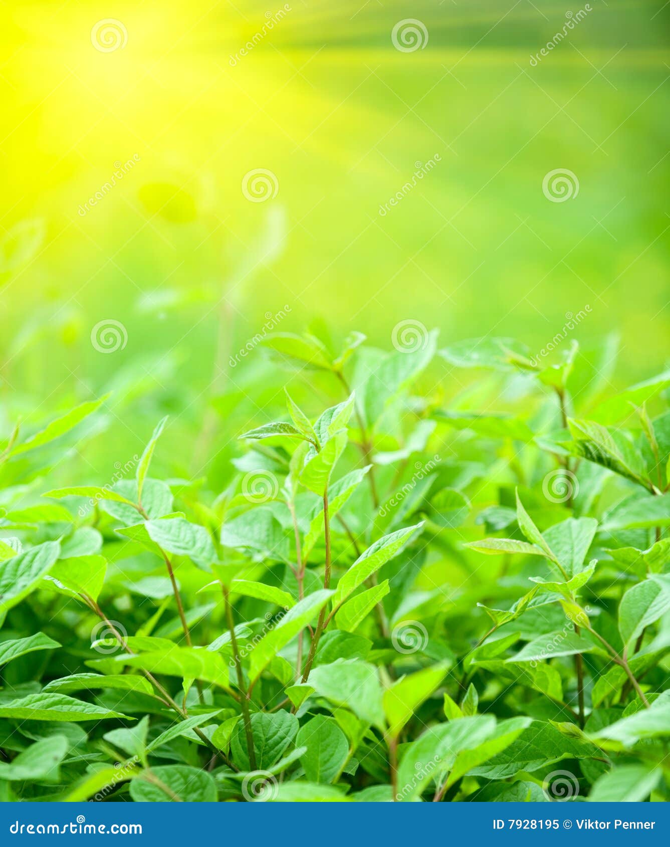 Fresh green leaves stock image. Image of growth, life - 7928195