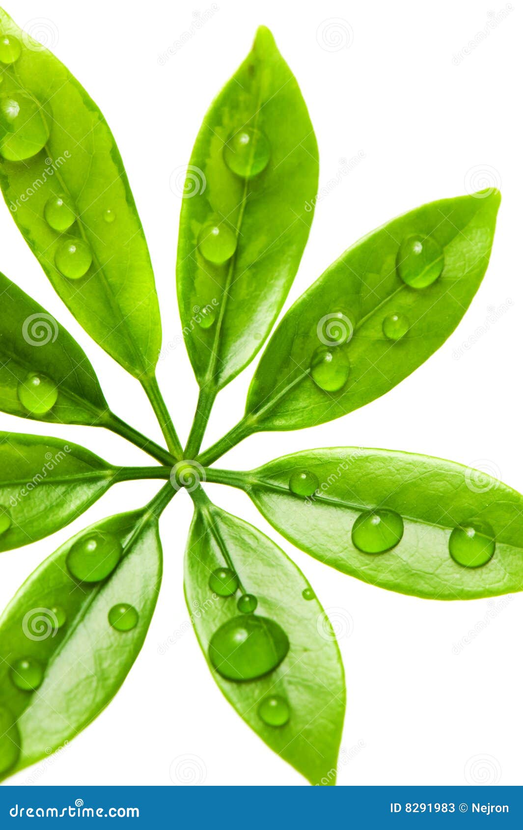 Fresh green leaves stock image. Image of isolated, design - 8291983