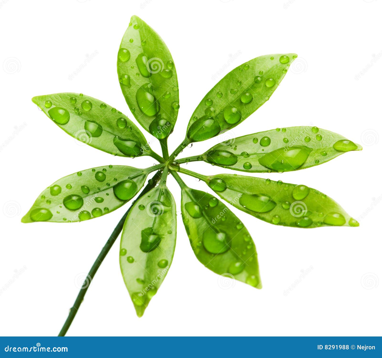 Fresh green leaves stock photo. Image of isolated, copy - 8291988