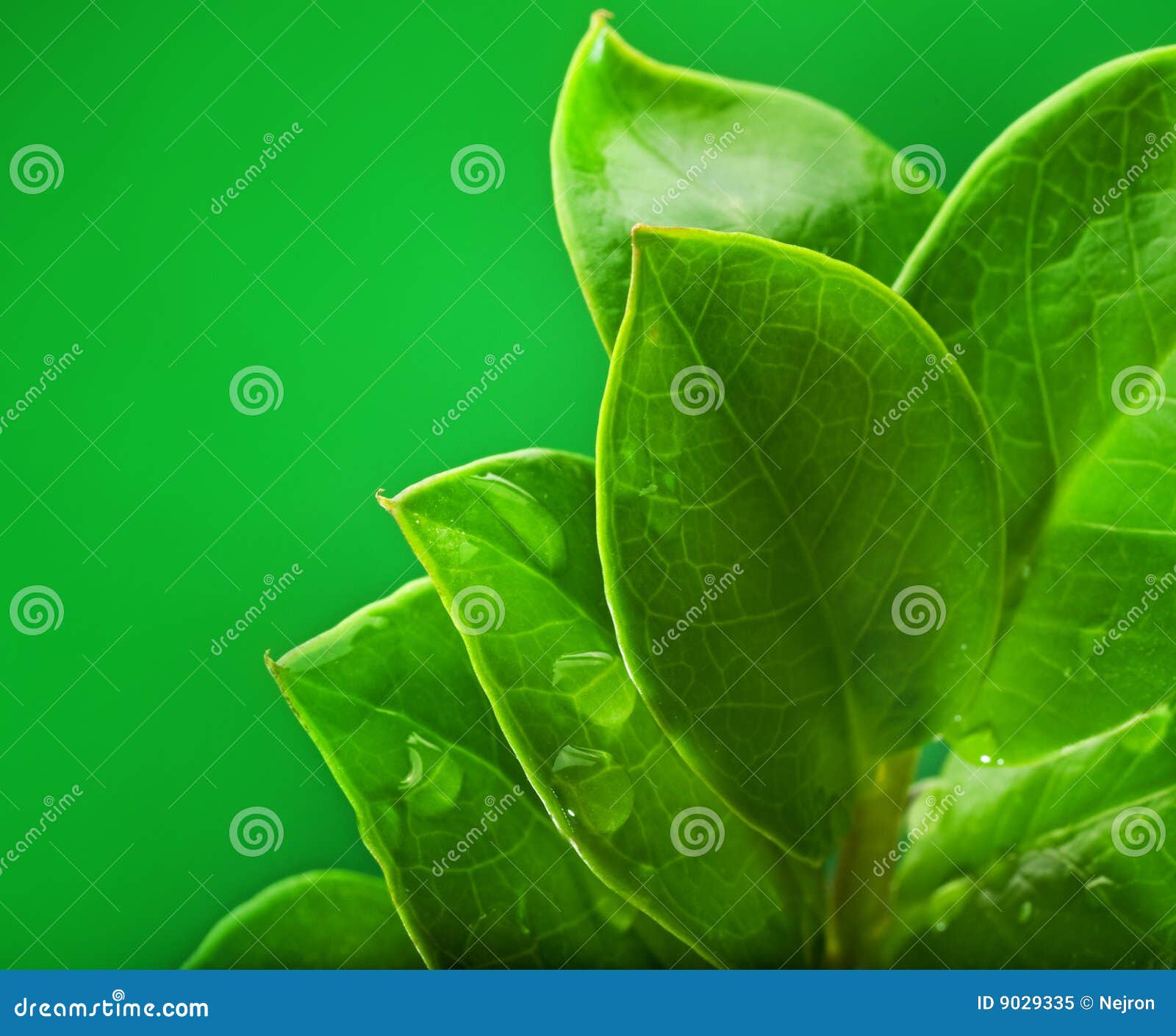 Fresh green leaves stock image. Image of fresh, botany - 9029335