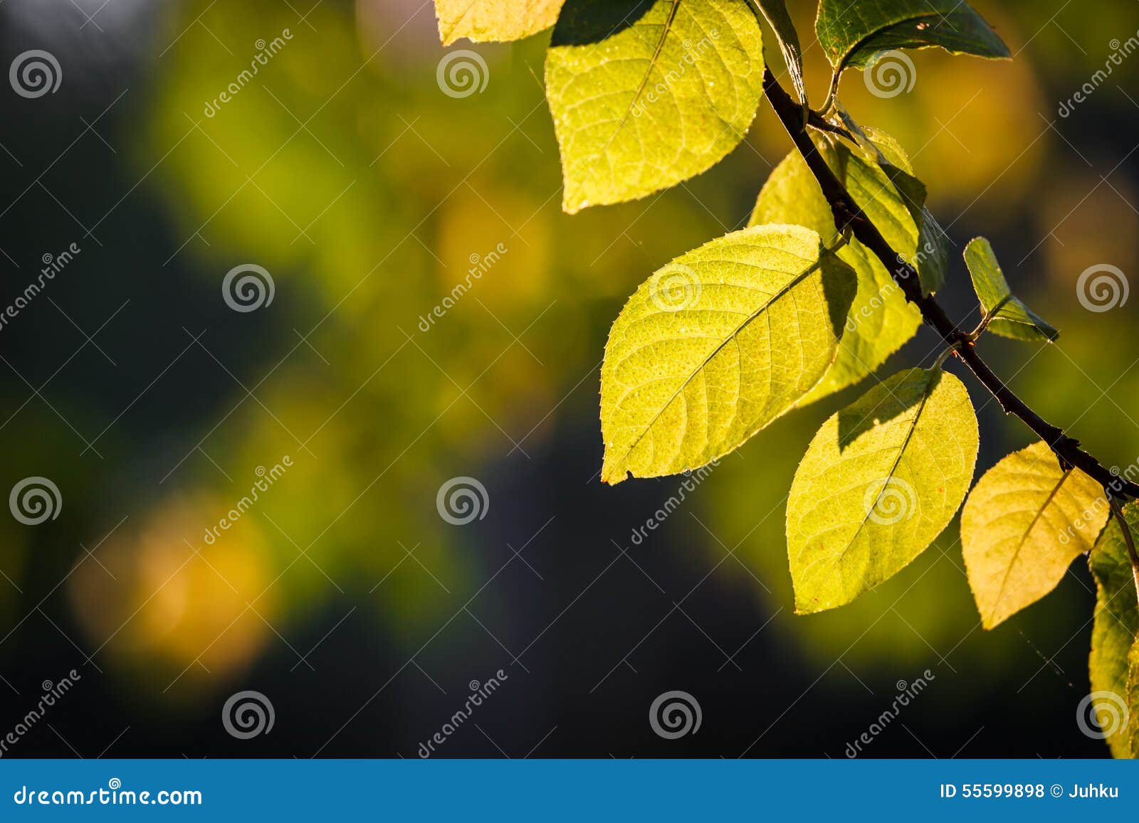 Fresh Green Leaves Background Stock Photo - Image of closeup, freshness ...