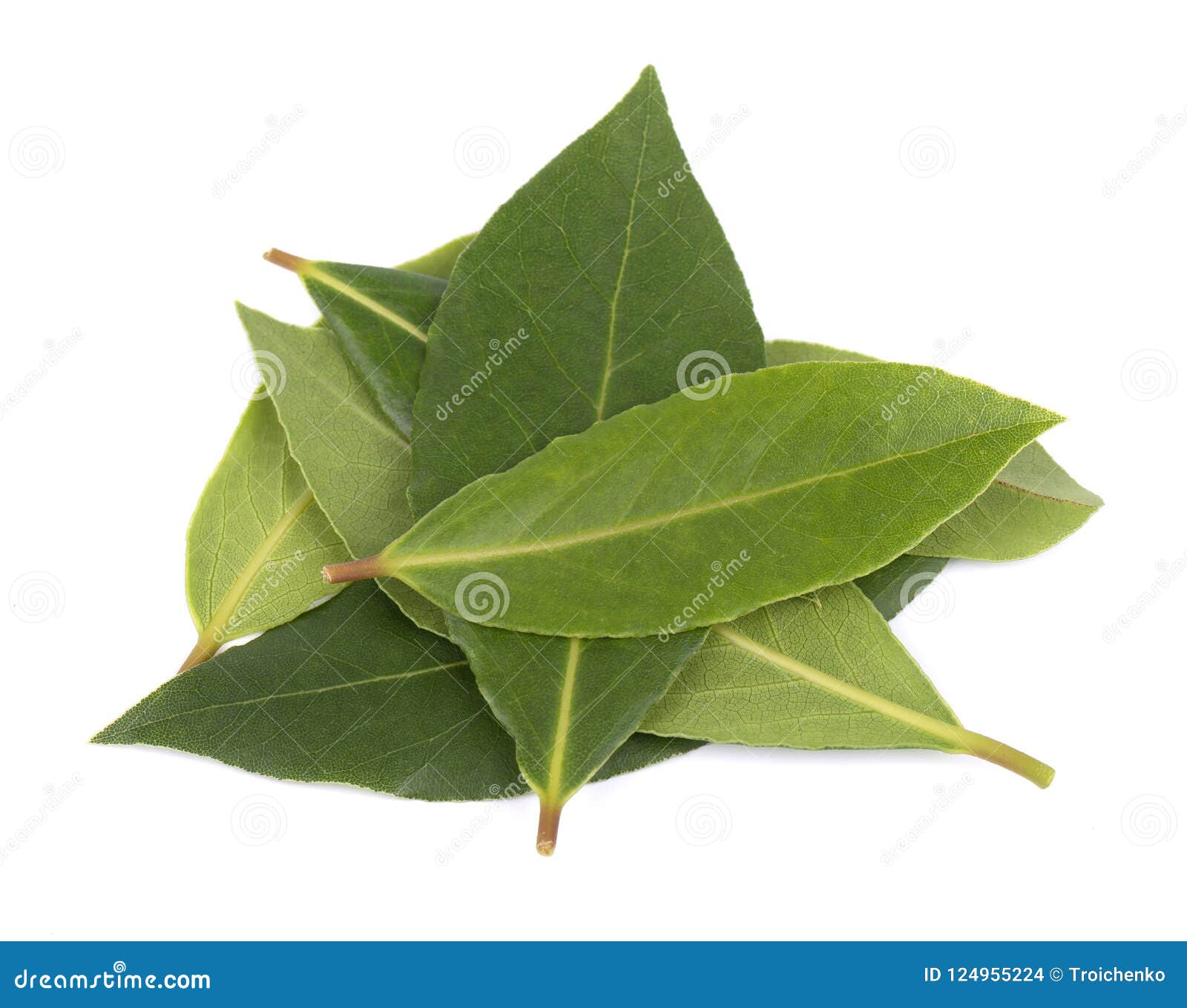 Fresh Green Leaves of Bay Leaf Isolated on White Background. Laurus ...