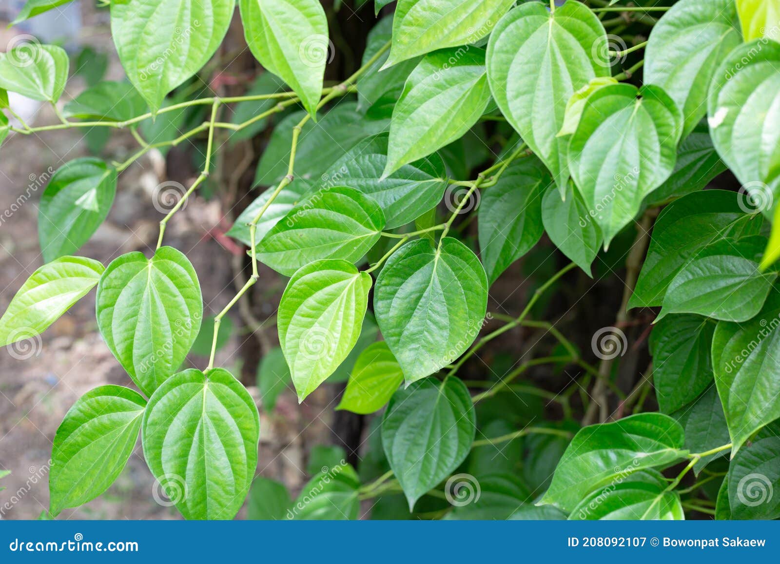 Fresh Green Leaves of Betel Plant Growing Stock Image - Image of fresh ... Fresh Green Leaves of Betel Plant Growing Stock Image - Image of fresh ...