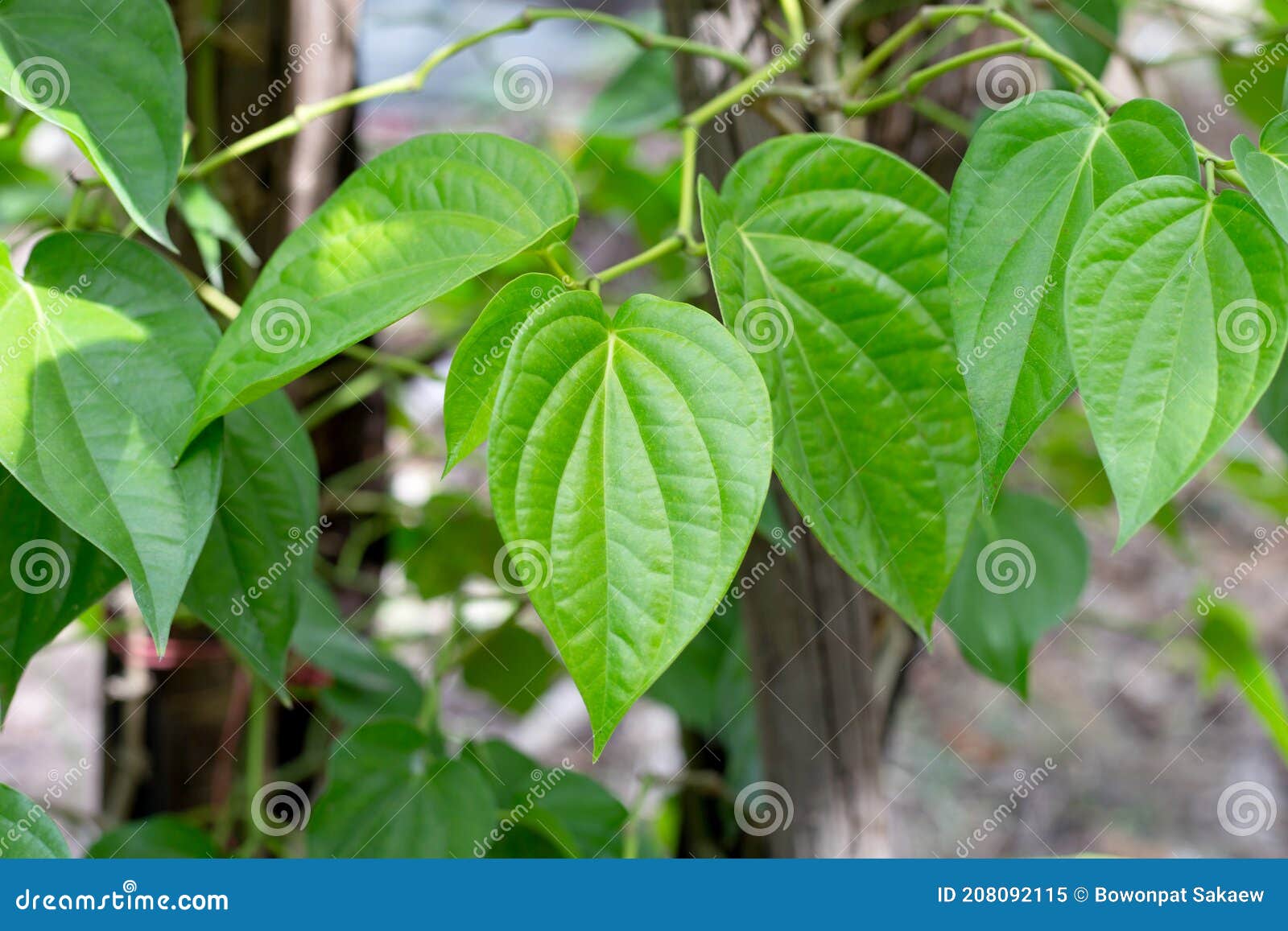 Fresh Green Leaves of Betel Plant Growing Stock Image - Image of leaves ... Fresh Green Leaves of Betel Plant Growing Stock Image - Image of leaves ...