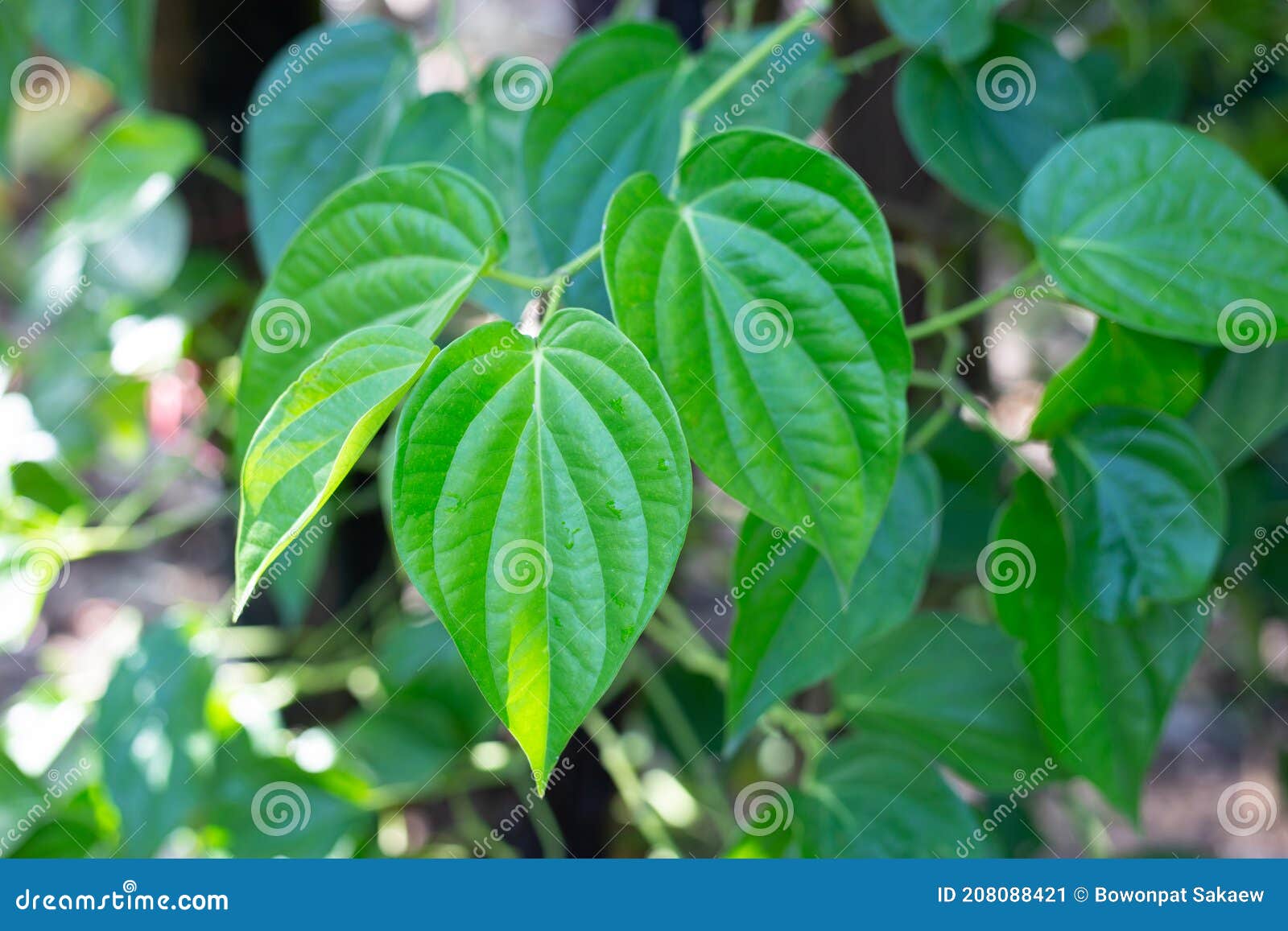 Fresh Green Leaves of Betel Plant Growing Stock Image - Image of ... Fresh Green Leaves of Betel Plant Growing Stock Image - Image of ...