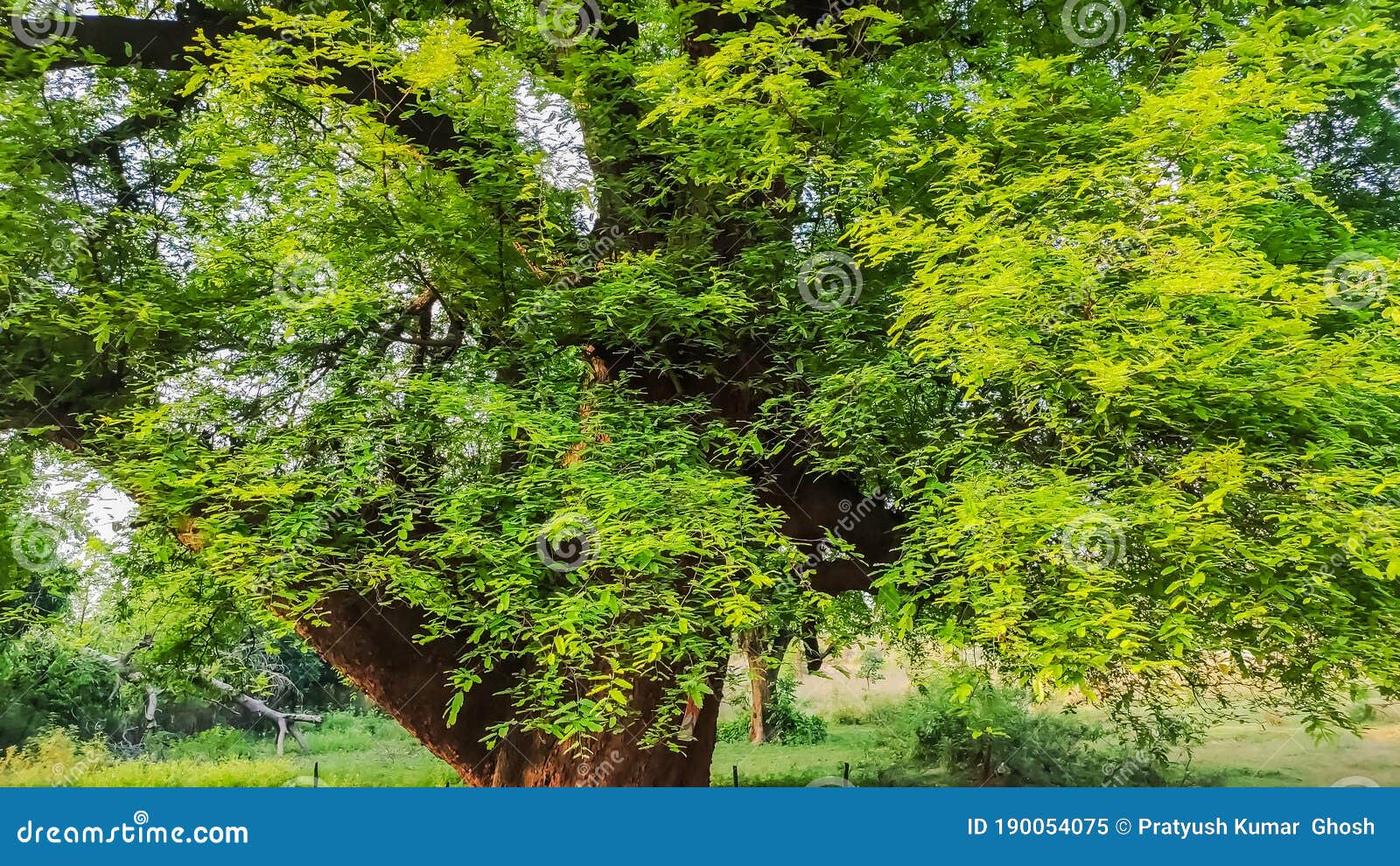 Fresh Green Leaves of a Big Tree Stock Image - Image of freshness ...