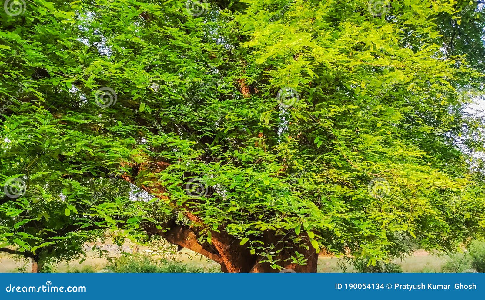 Fresh Green Leaves of a Big Tree Stock Photo - Image of summer, rain ...