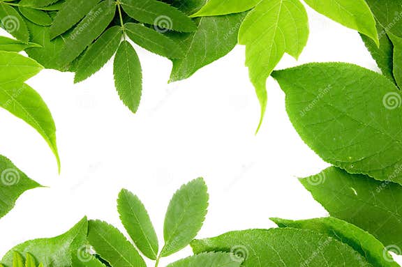 Fresh green leaves border stock photo. Image of season - 10117576