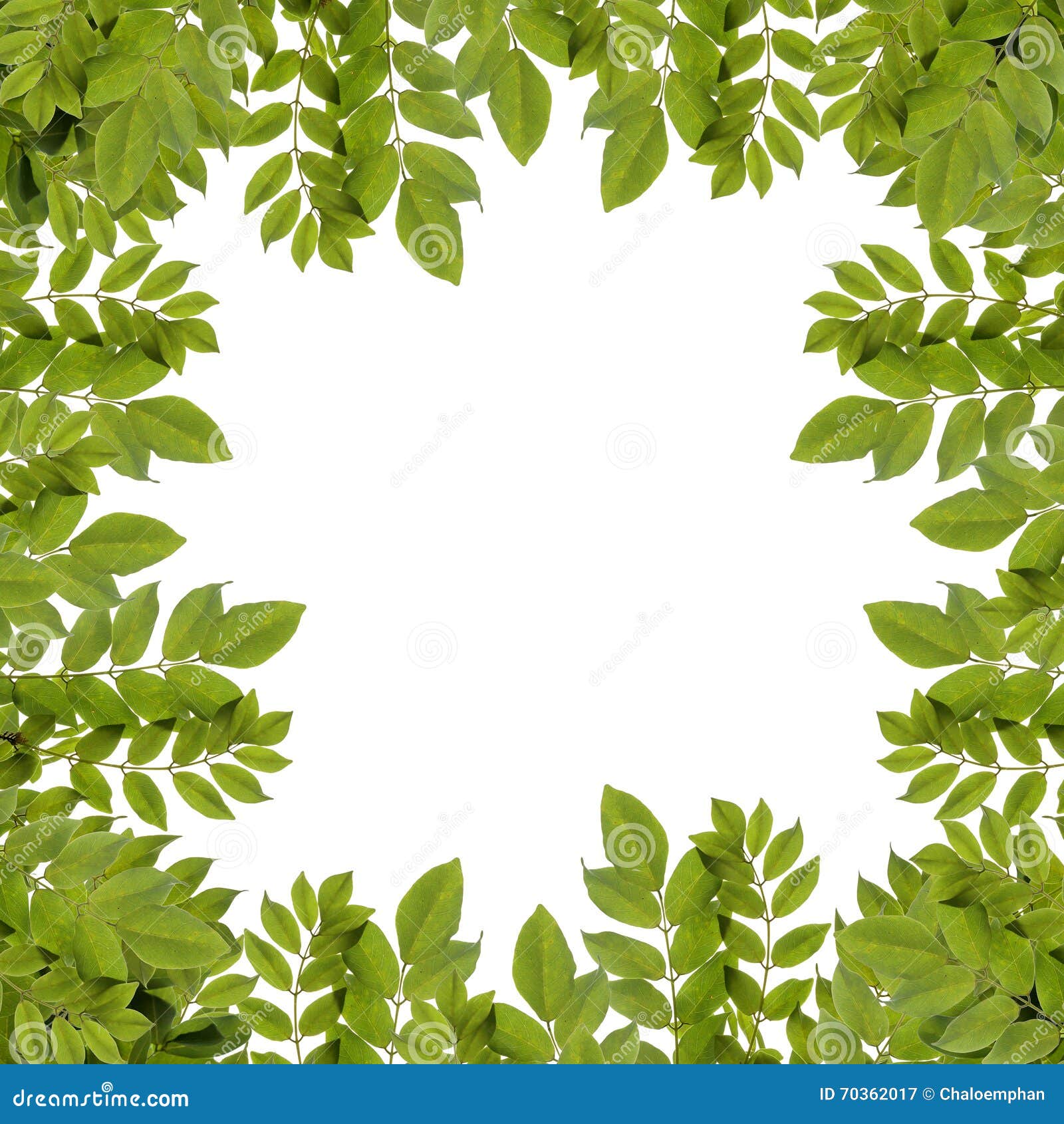 Fresh green leaves border. stock image. Image of green - 70362017