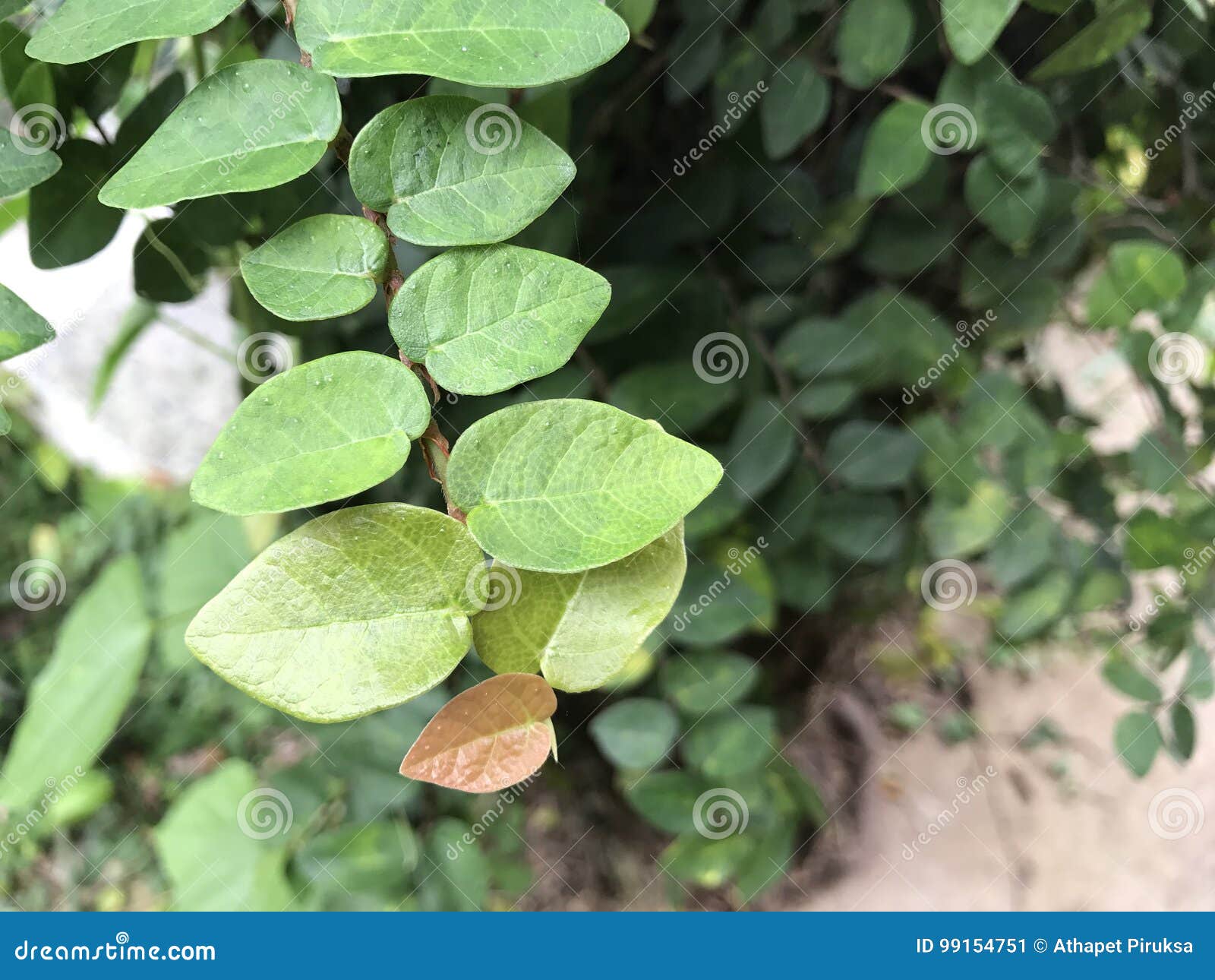 Fresh Green Leaves of Button Tree Stock Image - Image of button, tree ...