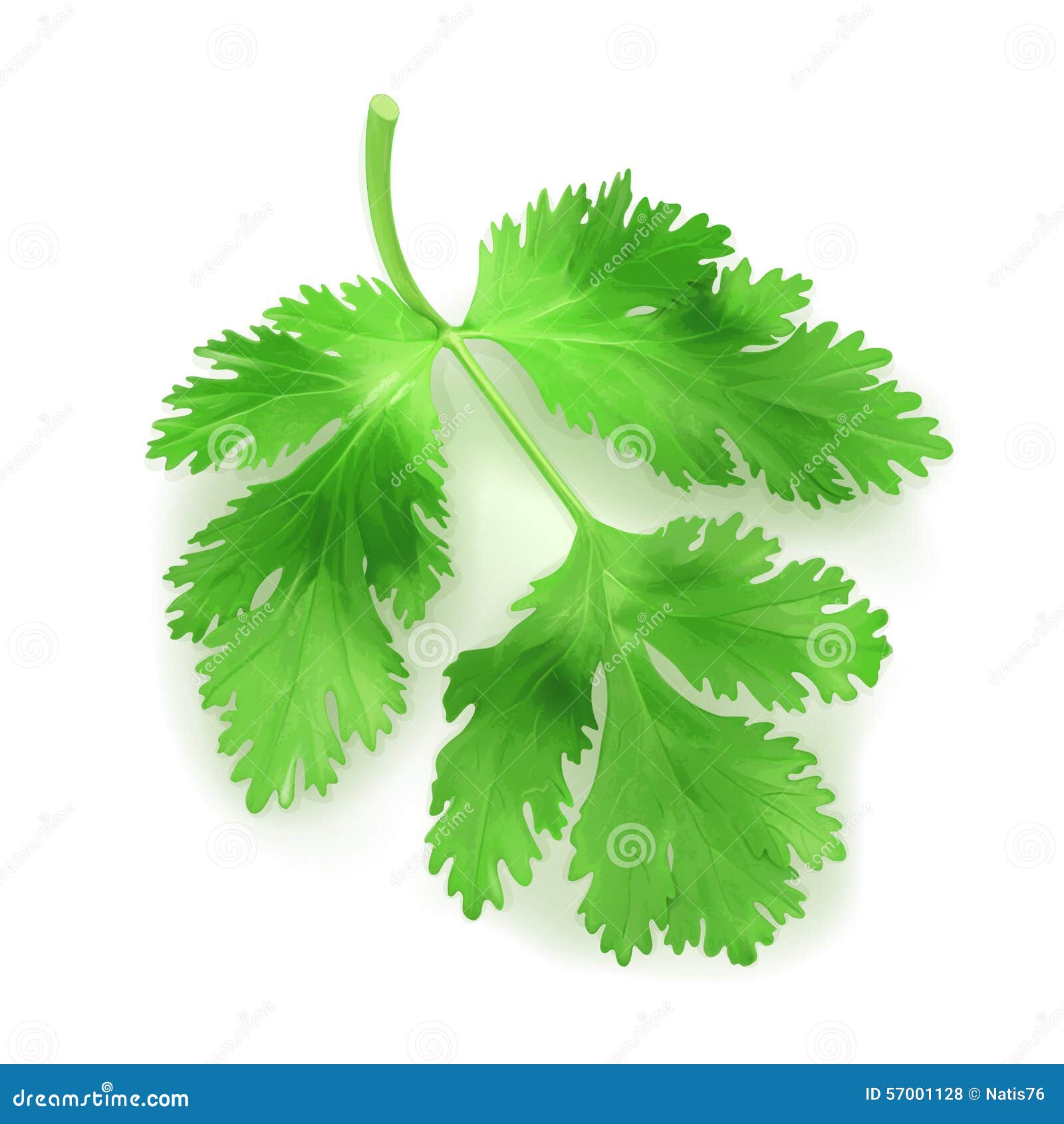 Fresh Green Leaves Coriander Vector Illustration | CartoonDealer.com ...