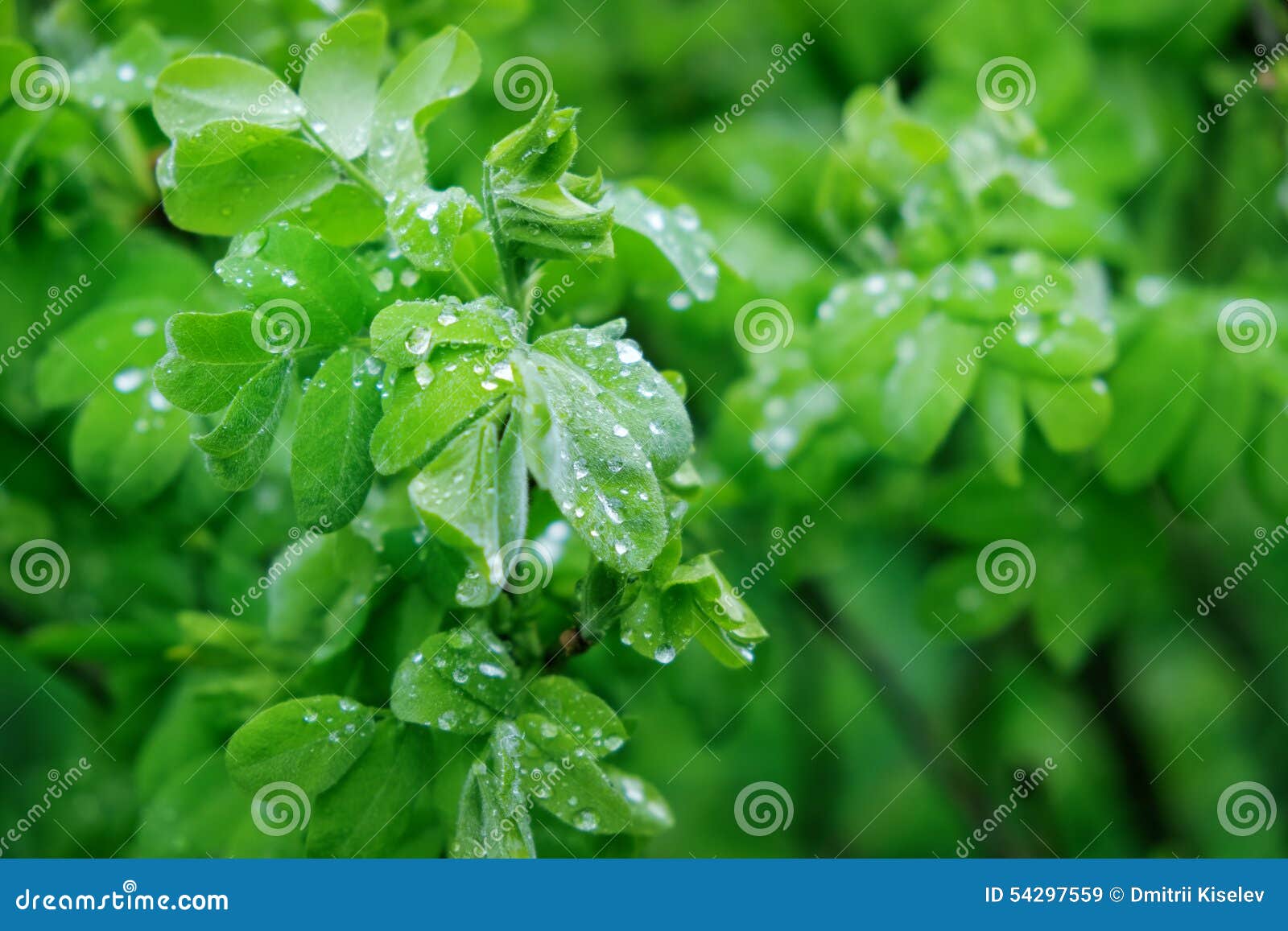 Fresh Green Leaves with Drops of Rain Stock Image - Image of freshness ...