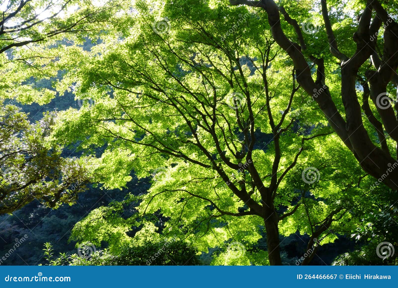 The Fresh Green Leaves of the Forest are Refreshing Stock Image - Image ...