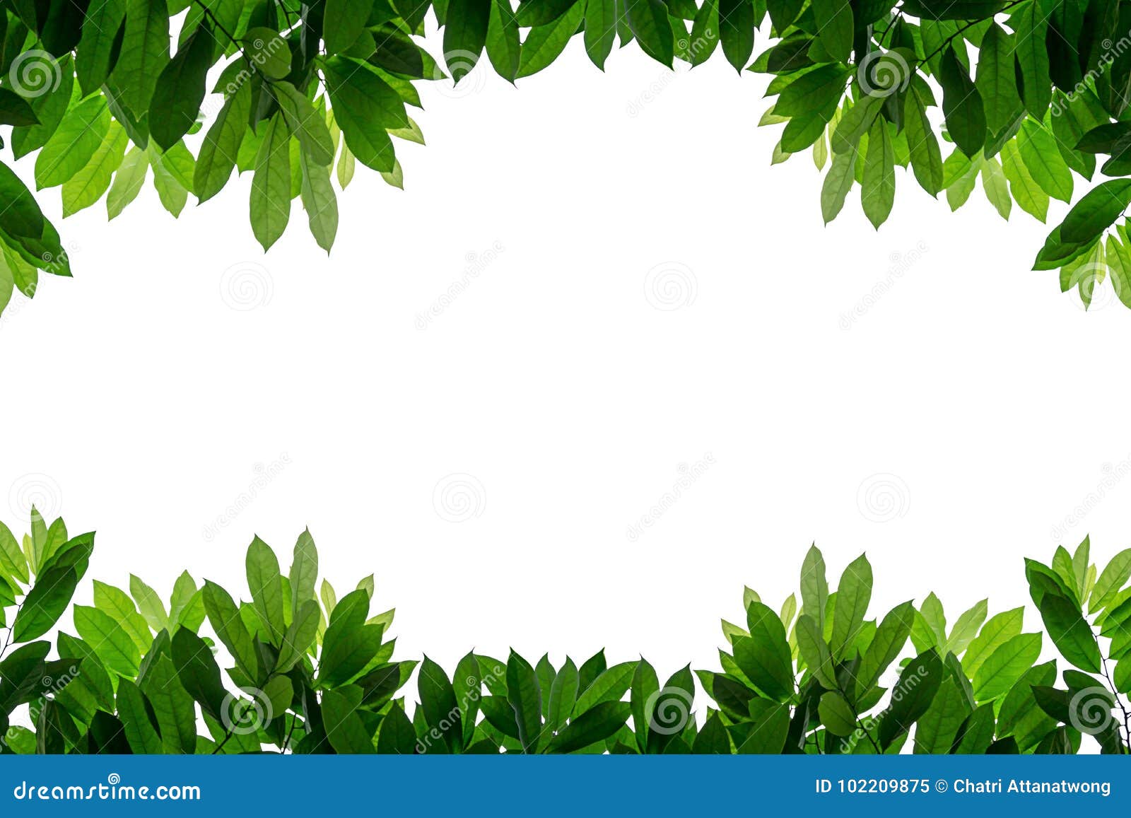 Fresh Green Leaves Frame Isolated White Background Stock Image - Image ... Fresh Green Leaves Frame Isolated White Background Stock Image - Image ...
