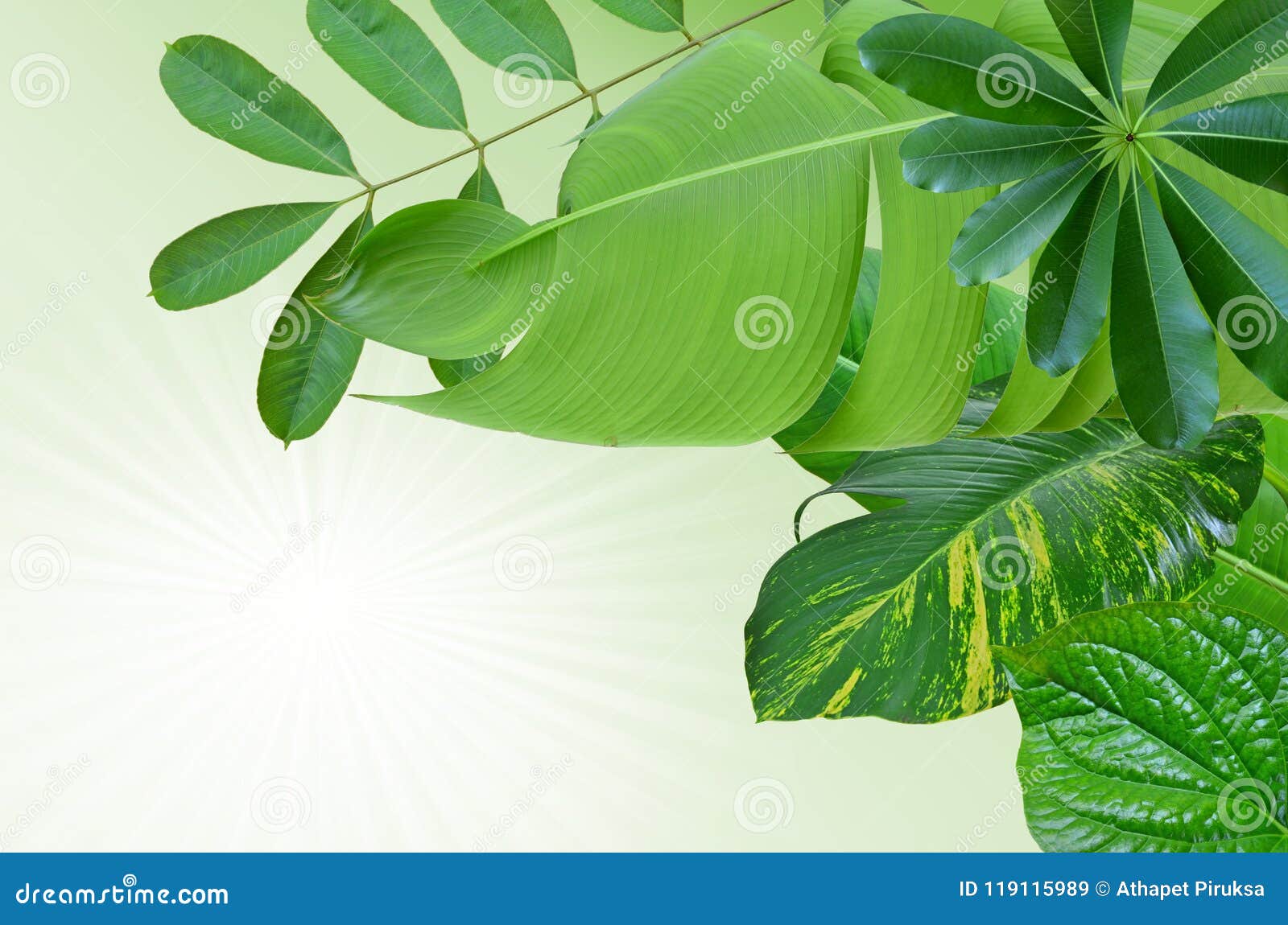 Fresh Green Leaves on Gradient Background Stock Image - Image of beauty ...