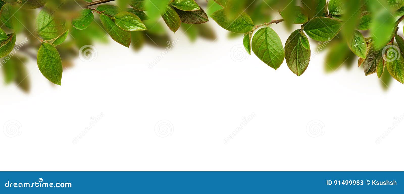 Fresh green leaves header stock image. Image of tree - 91499983