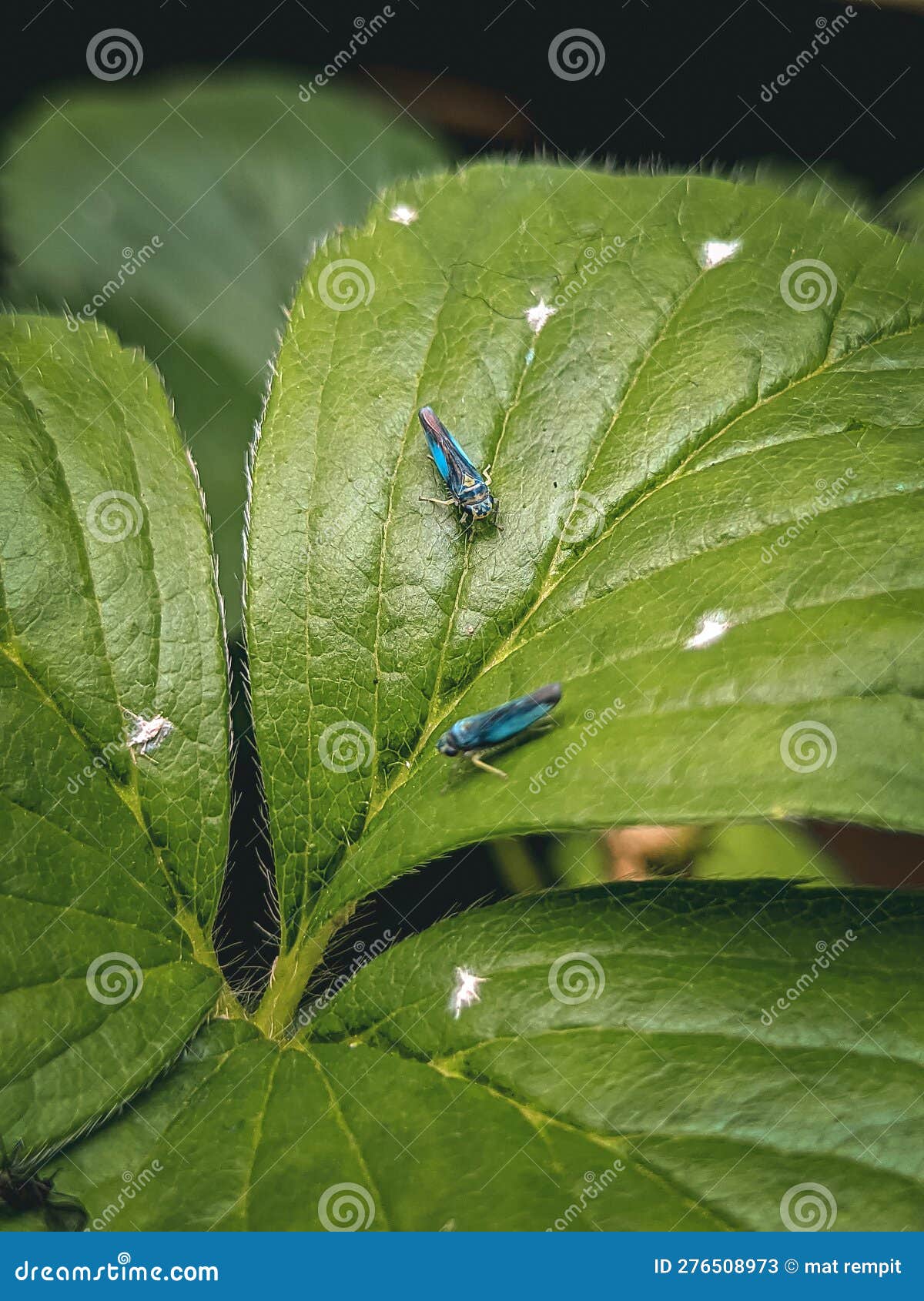 Fresh Green Leaves Infested with Spring Bugs Stock Image - Image of ...