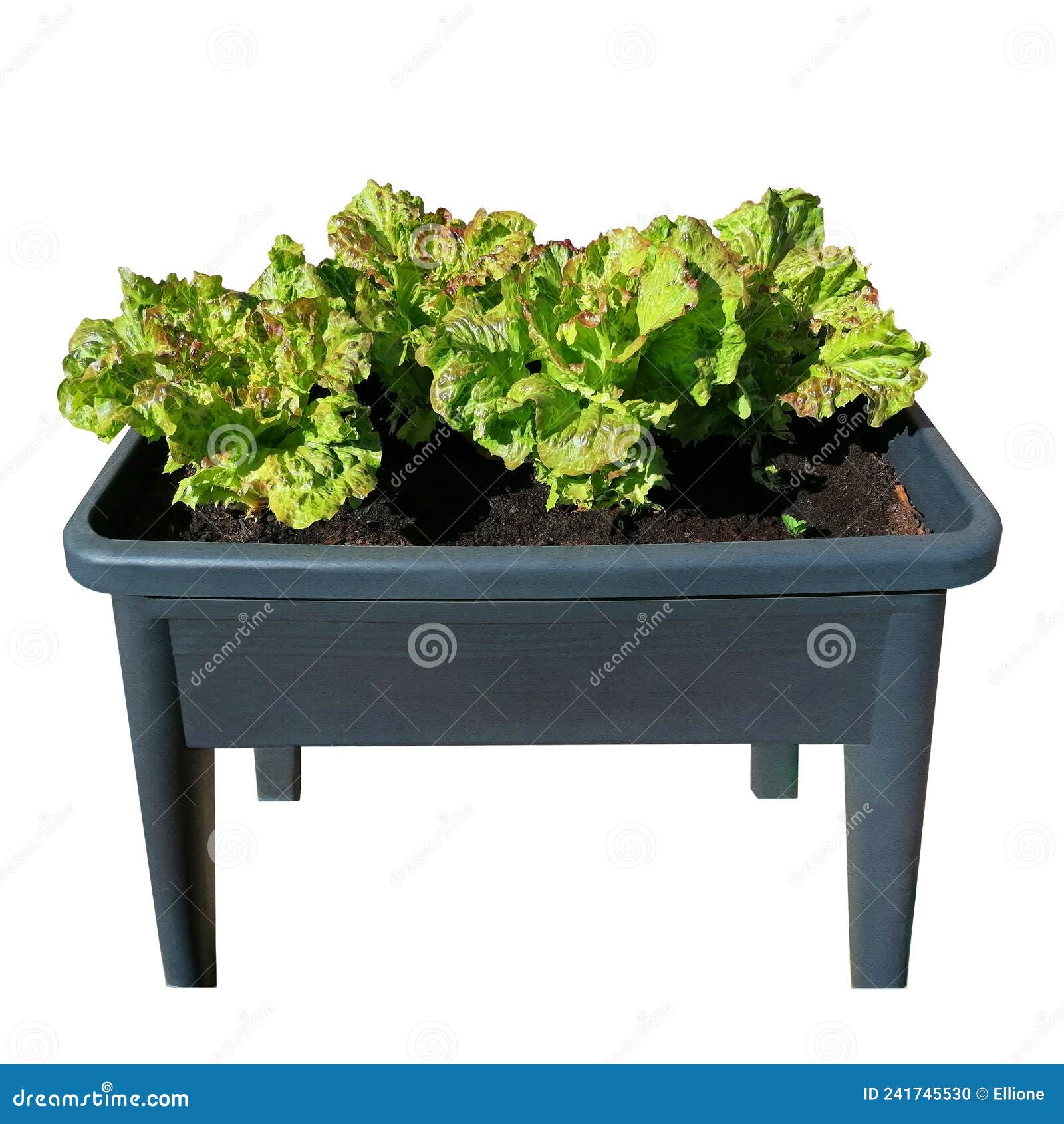 Fresh Green Leaves of Lettuce in a Plastic Box. the Objects are Isolaed ...