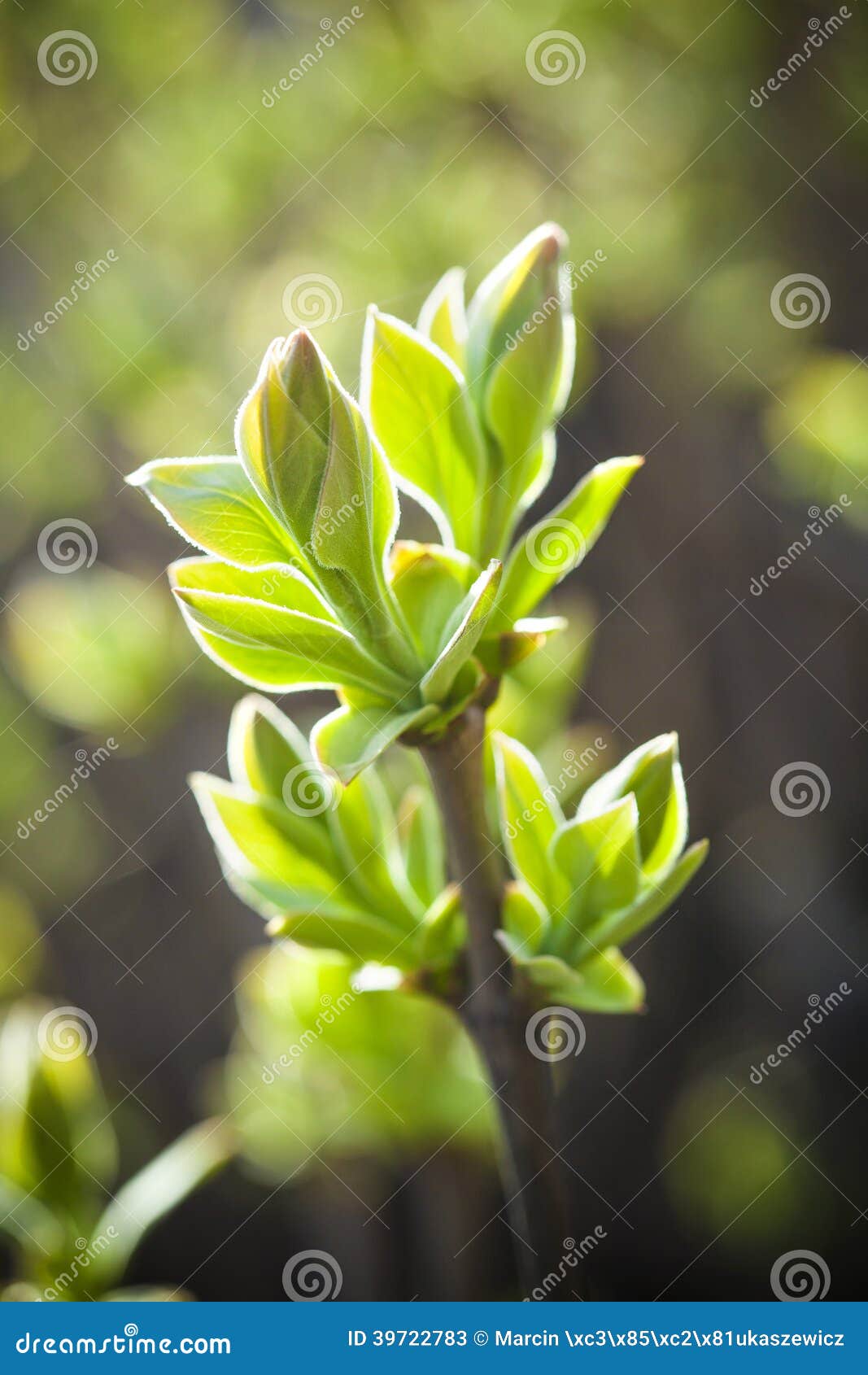 Fresh Green Leaves on One Single Branch Stock Image - Image of nature ...