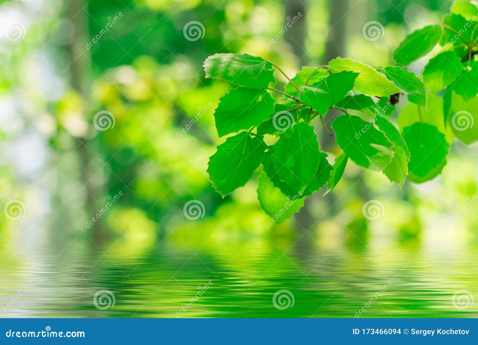 Fresh Green Leaves Over Water. Spring and Summer Background Stock Photo ...