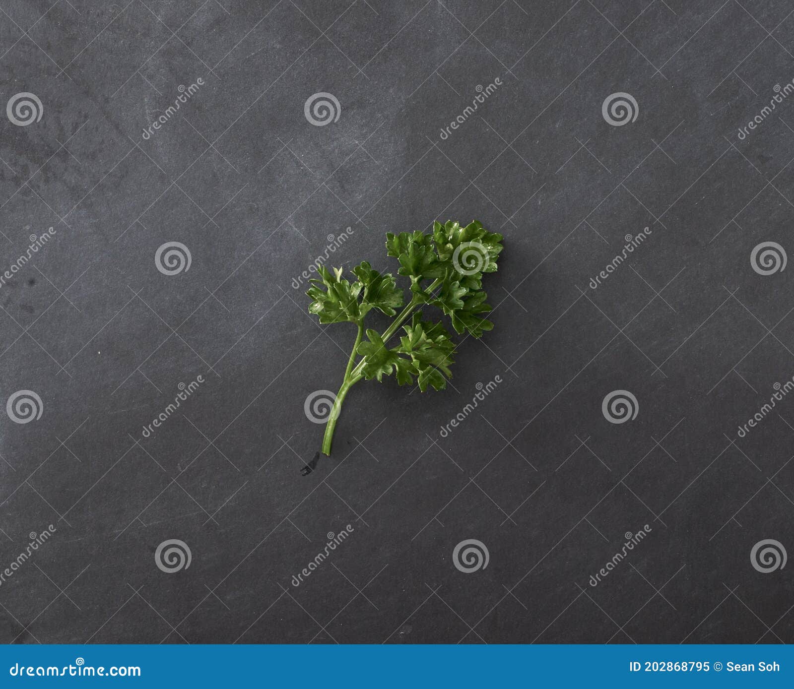 Fresh Green Leaves of Pasley Isolated on Dark Background Stock Image ...