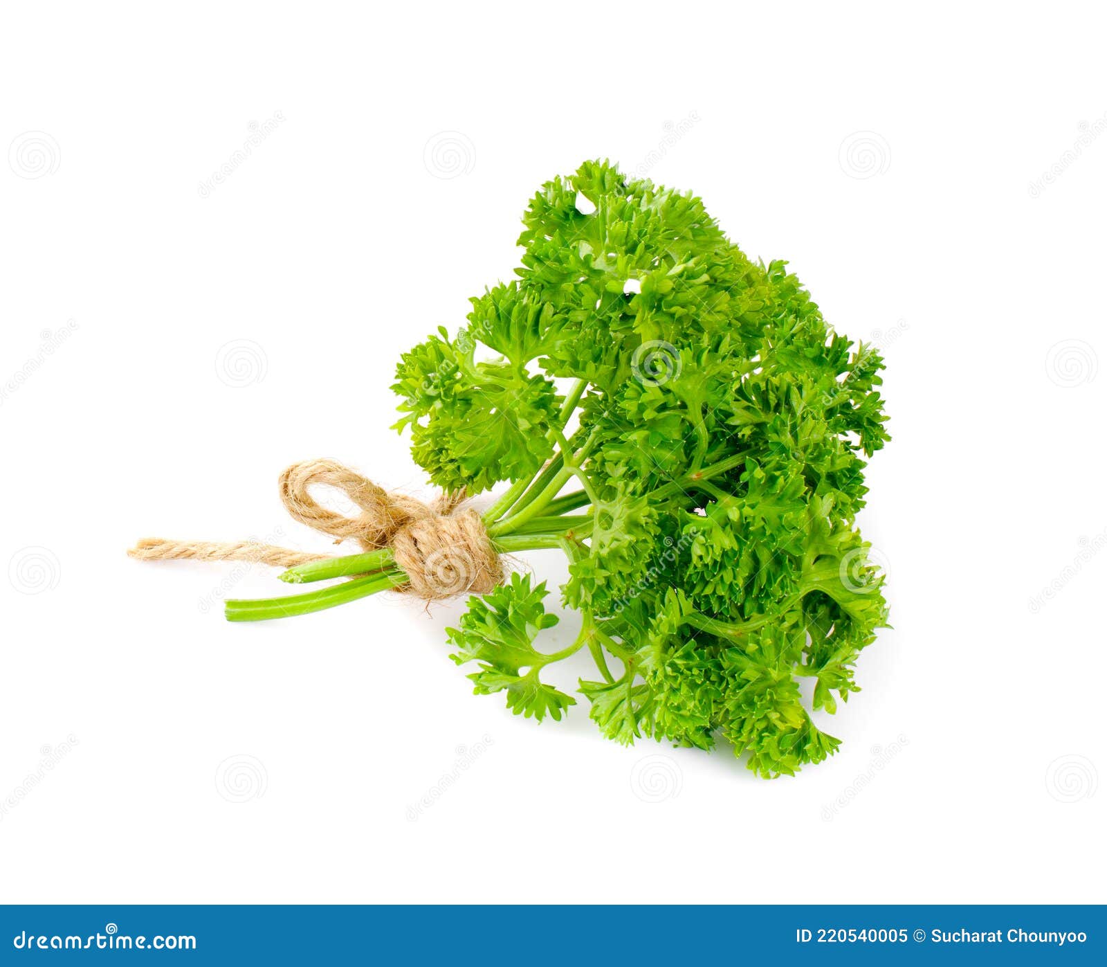 Fresh Green Leaves of Pasley Isolated on White Background Stock Image ...