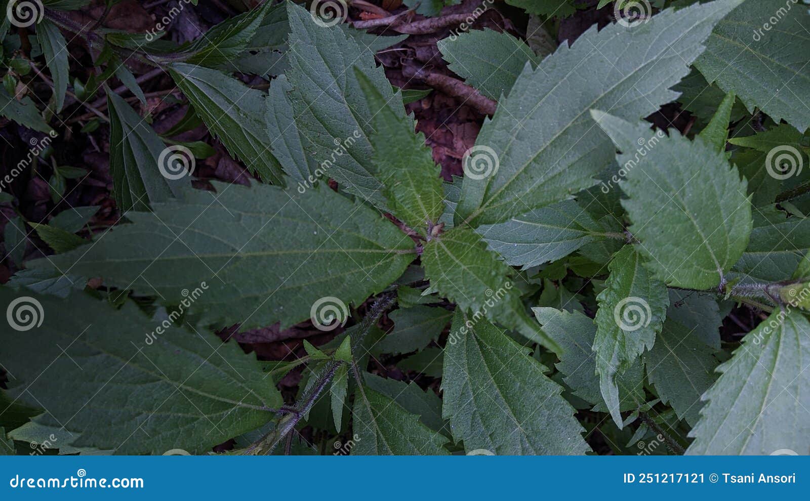 Fresh Green Leaves with Pointed Edges Stock Image - Image of flower ...