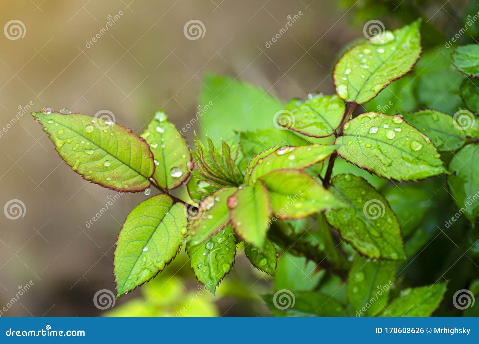 Fresh Green Leaves of Rose Plant Stock Photo - Image of rose, summer ...