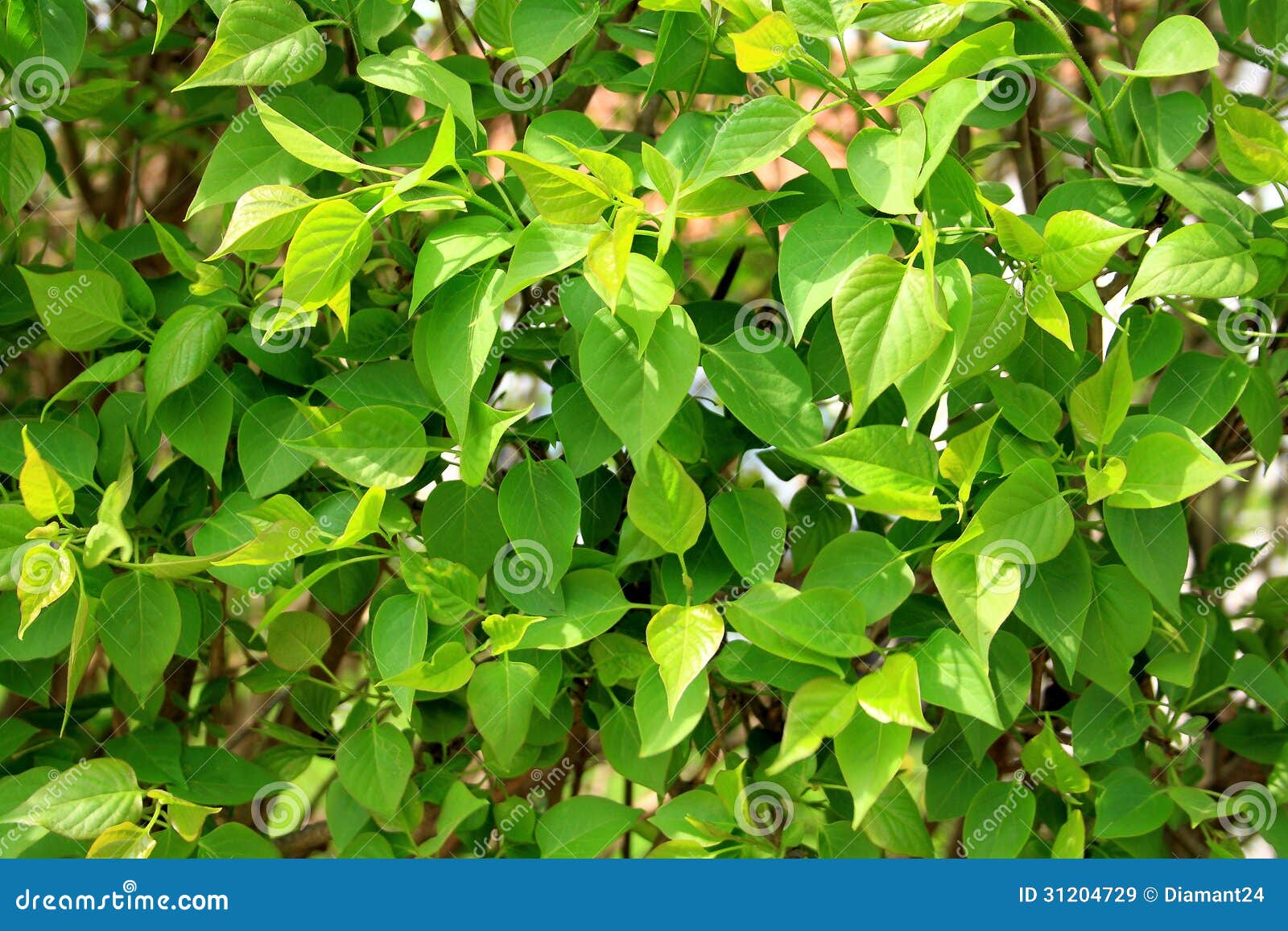 Fresh Green Leaves in Spring Stock Image - Image of forest, lush: 31204729