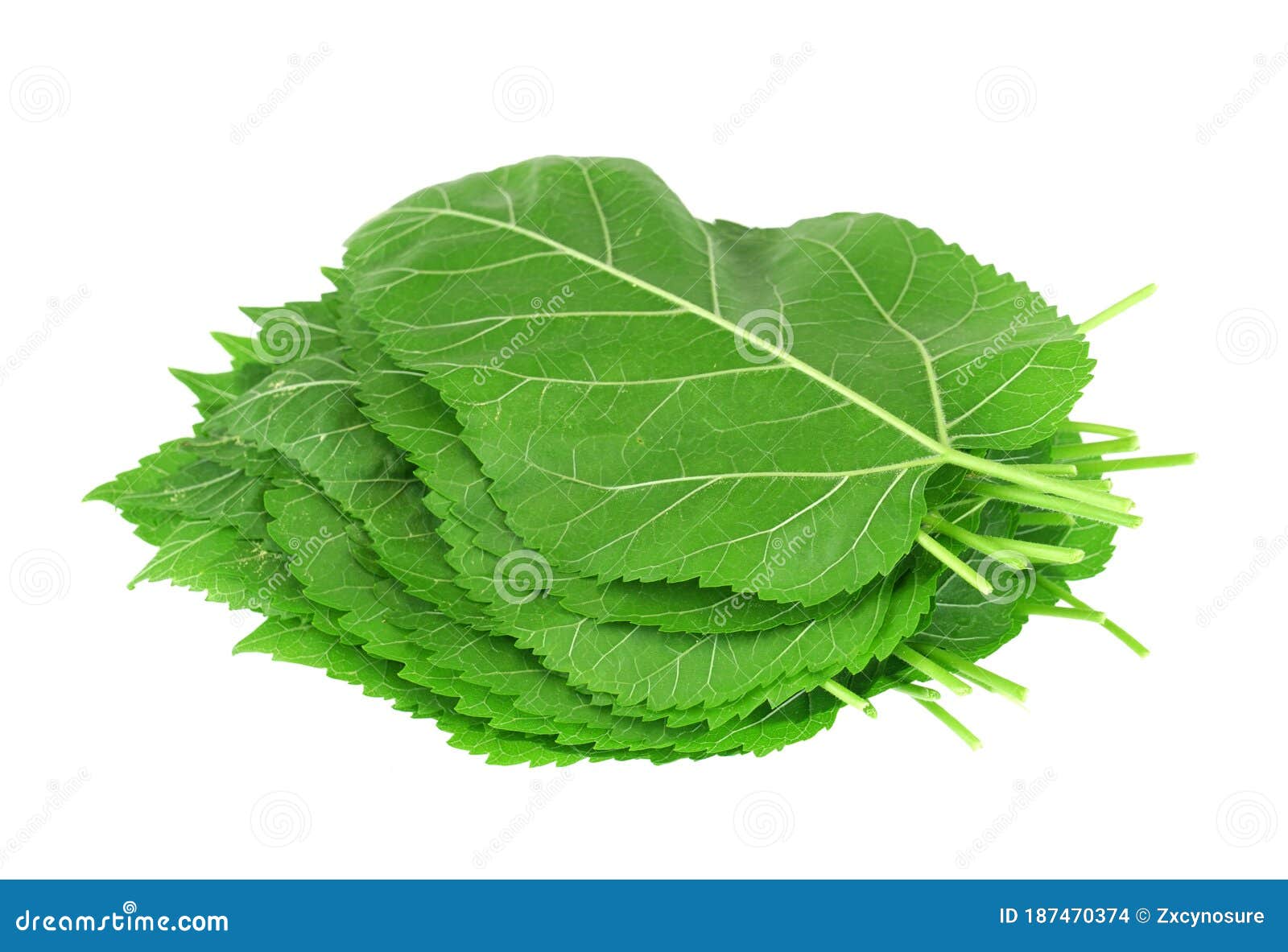 Fresh Green Leaves Stacking on White Background Stock Photo - Image of ...