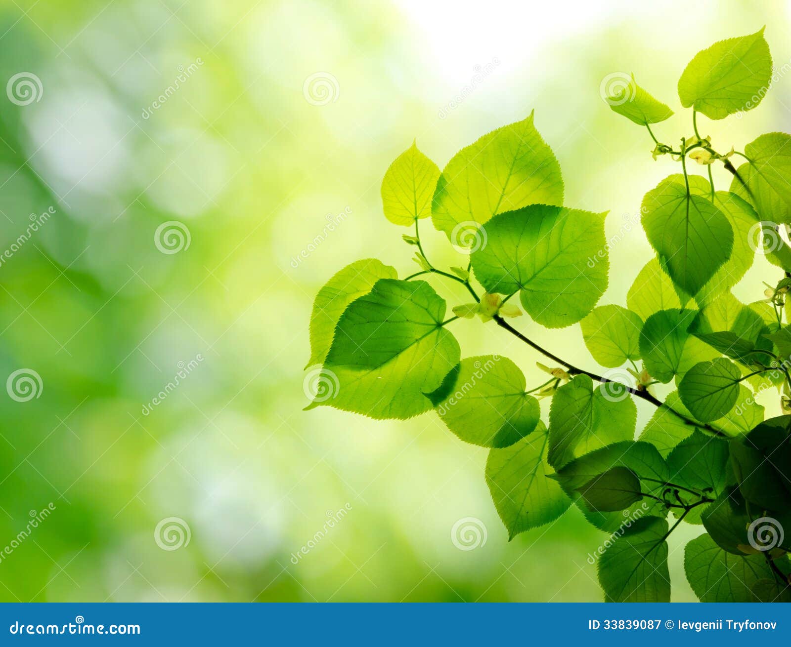Fresh and green leaves stock image. Image of botany, closeup - 33839087