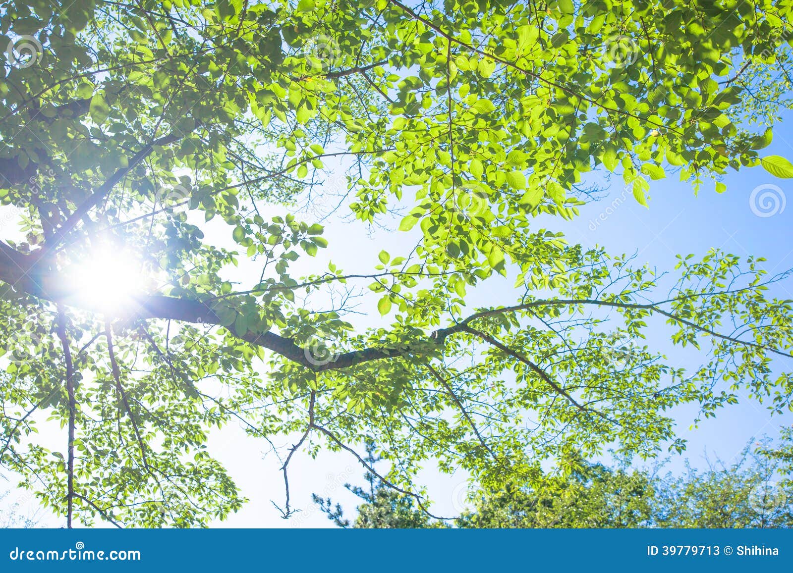Fresh Green Leaves and Sunshine Stock Image - Image of back, plant ...