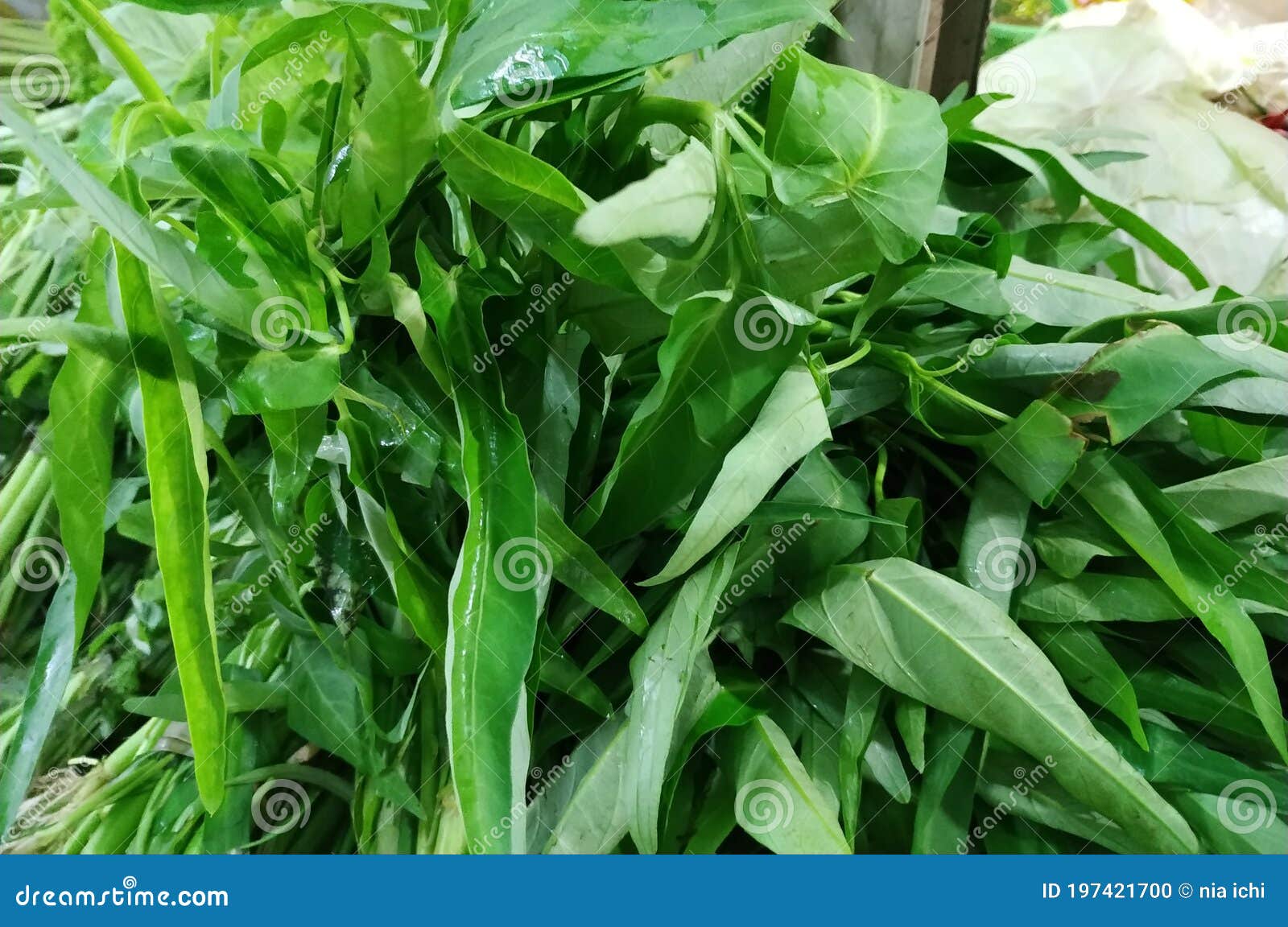 Swamp Cabbage, Swamp Cabbage White Stem, Water Morning Glory (Ipomoea ...