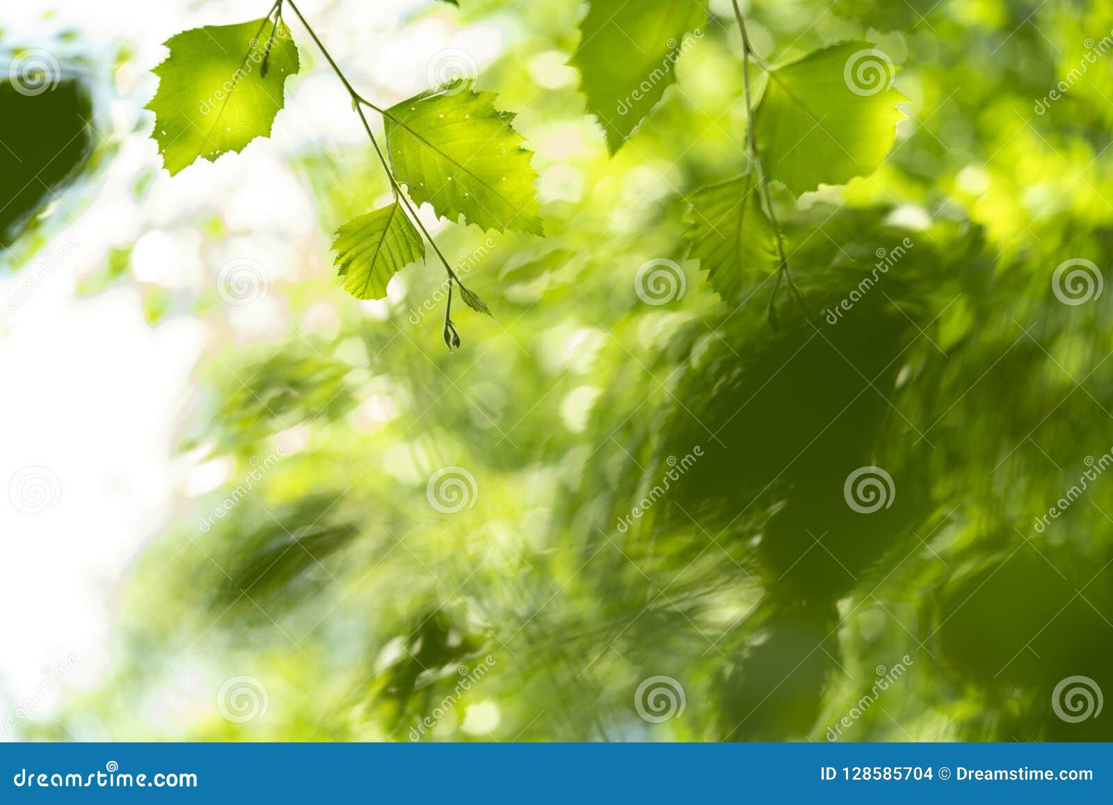 Fresh Green Leaves Touching Water Stock Photo - Image of green, fresh ...