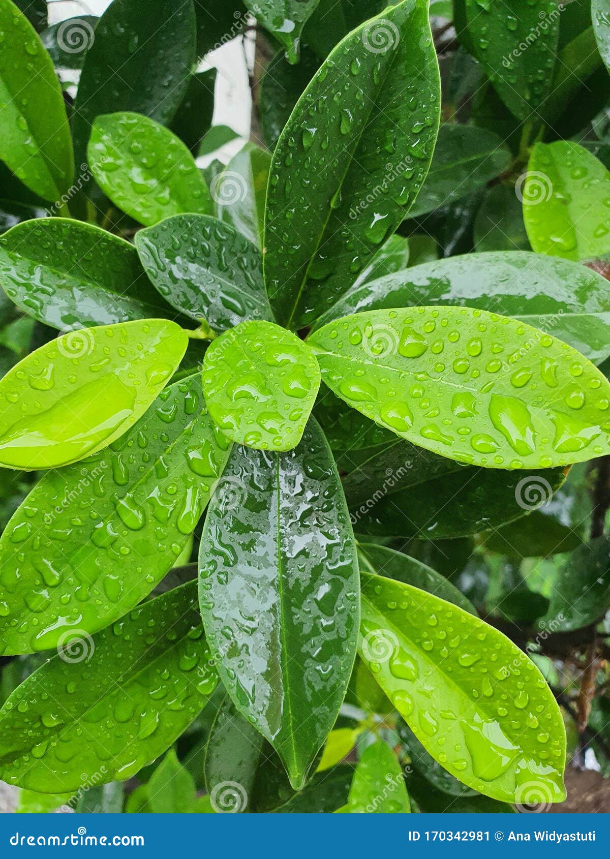 Fresh Green Leaves in the Green Tree Stock Image - Image of leaves ...