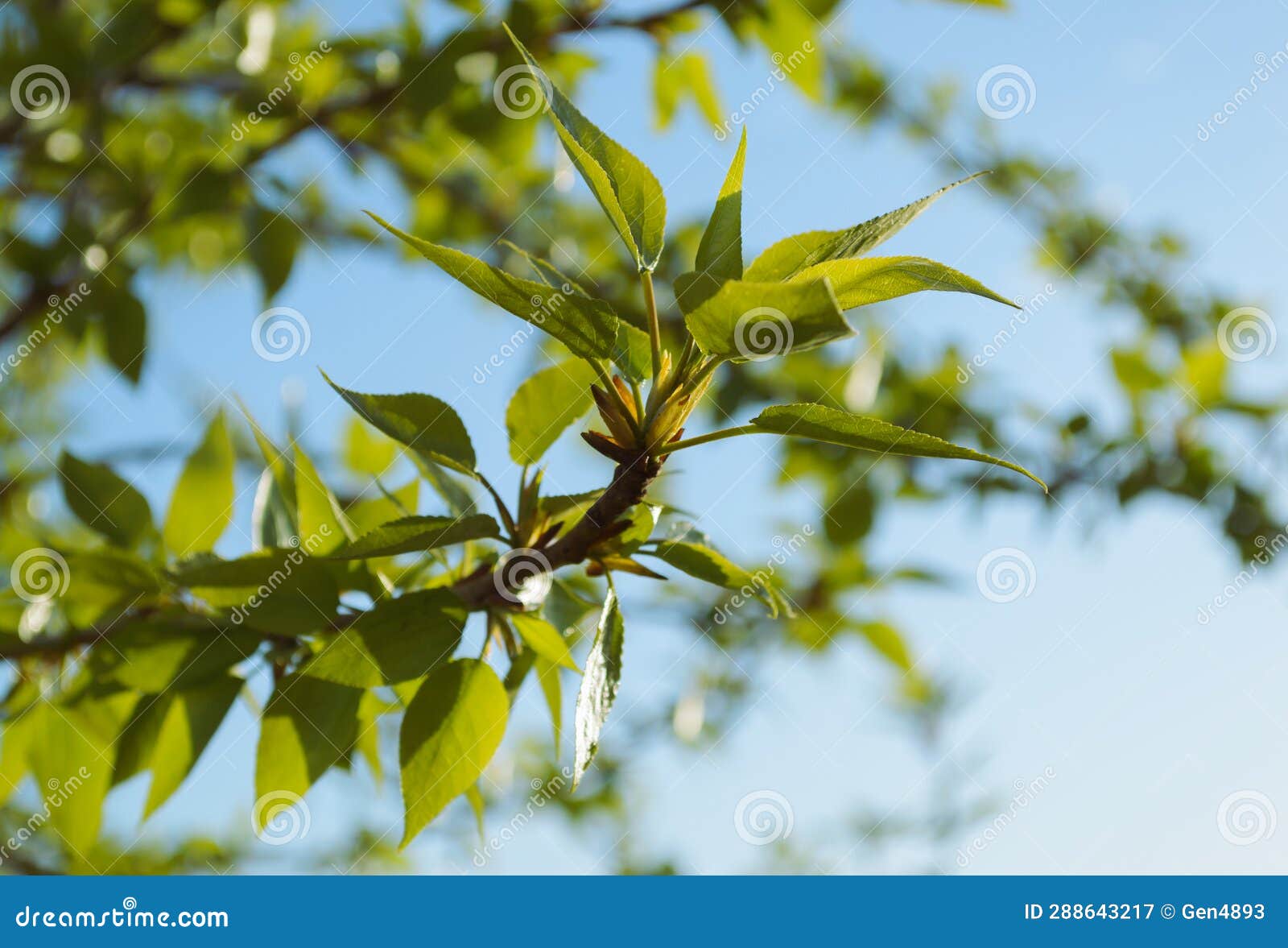 Fresh Green Leaves on a Tree Branch in Spring Stock Image - Image of ...