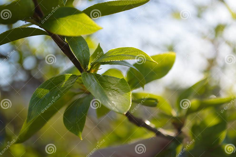 Fresh Green Leaves on a Tree Branch in Spring Stock Photo - Image of ...