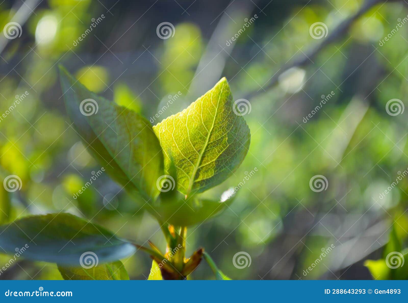 Fresh Green Leaves on a Tree Branch in Spring Stock Image - Image of ...