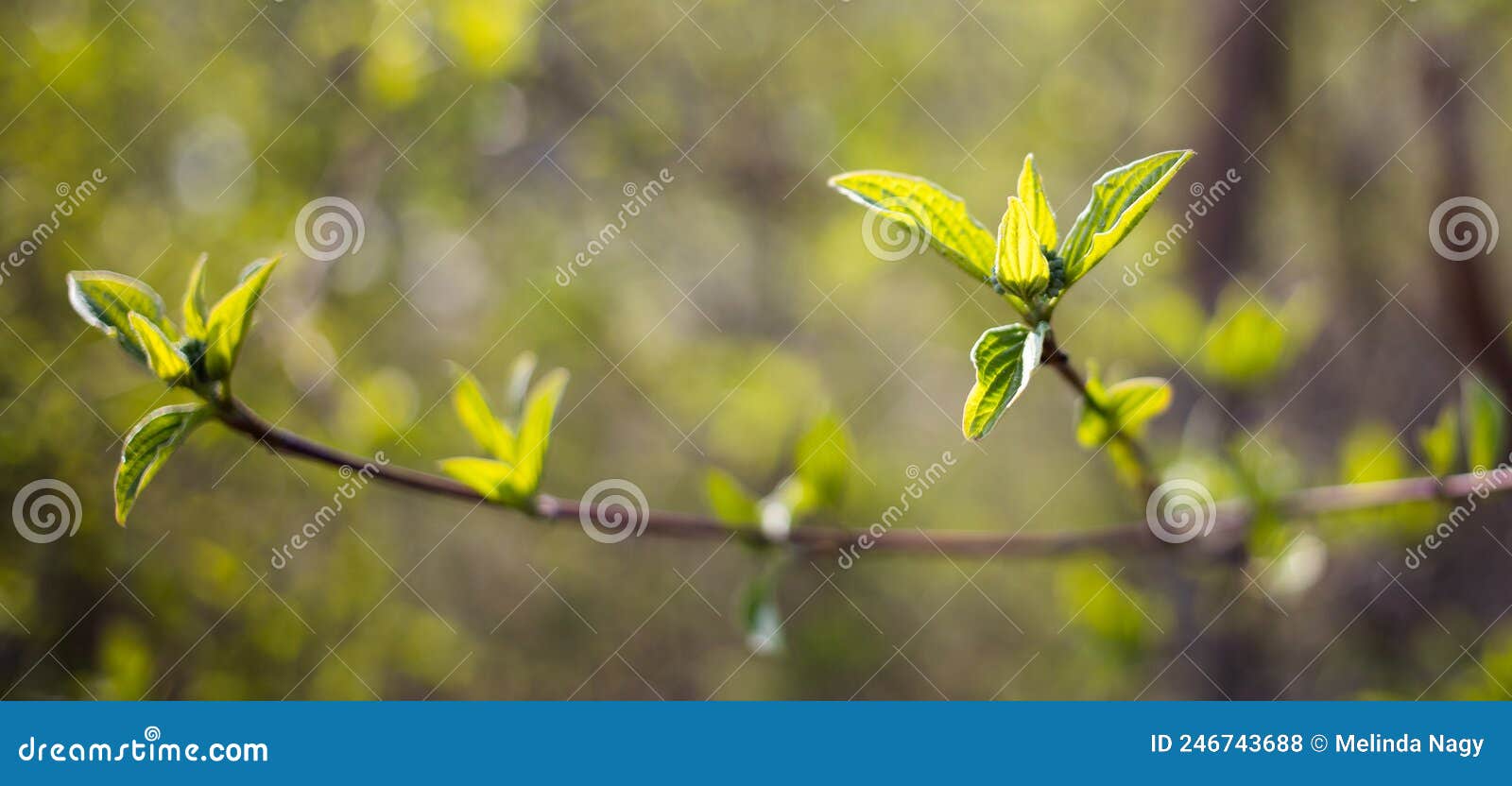Fresh Green Leaves on Tree in Early Spring Stock Photo - Image of ...