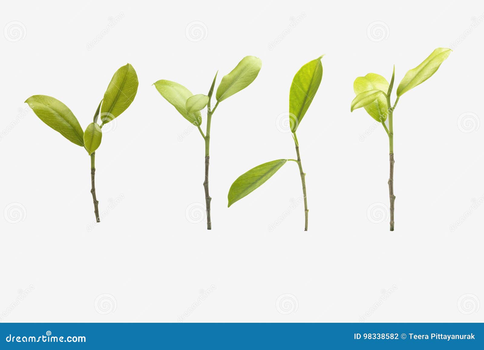 Fresh Green Leaves and Trees. Clipping Path Stock Photo - Image of leaf ...