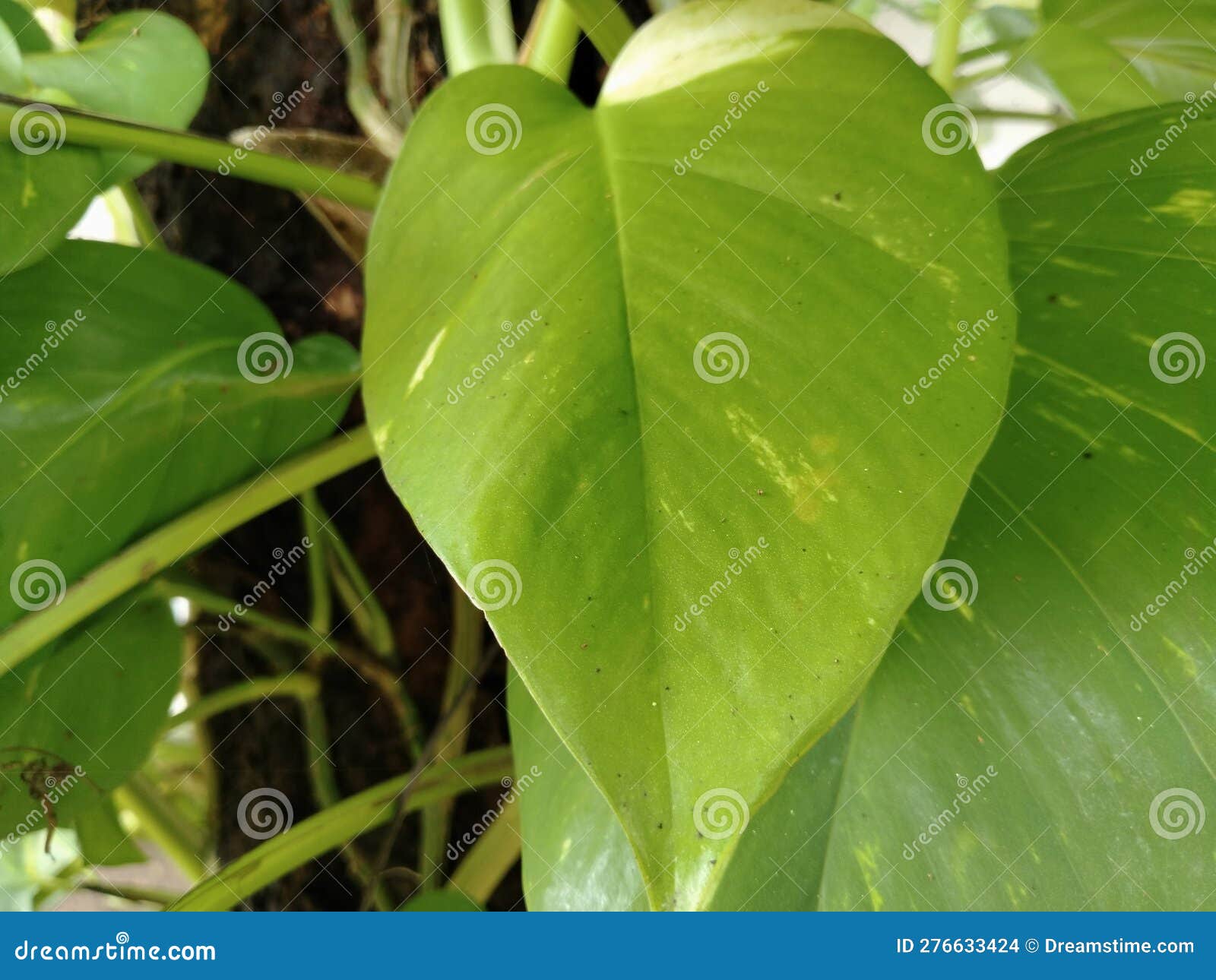 Fresh Green Leaves Vines on the Tree Stock Photo - Image of botany ...