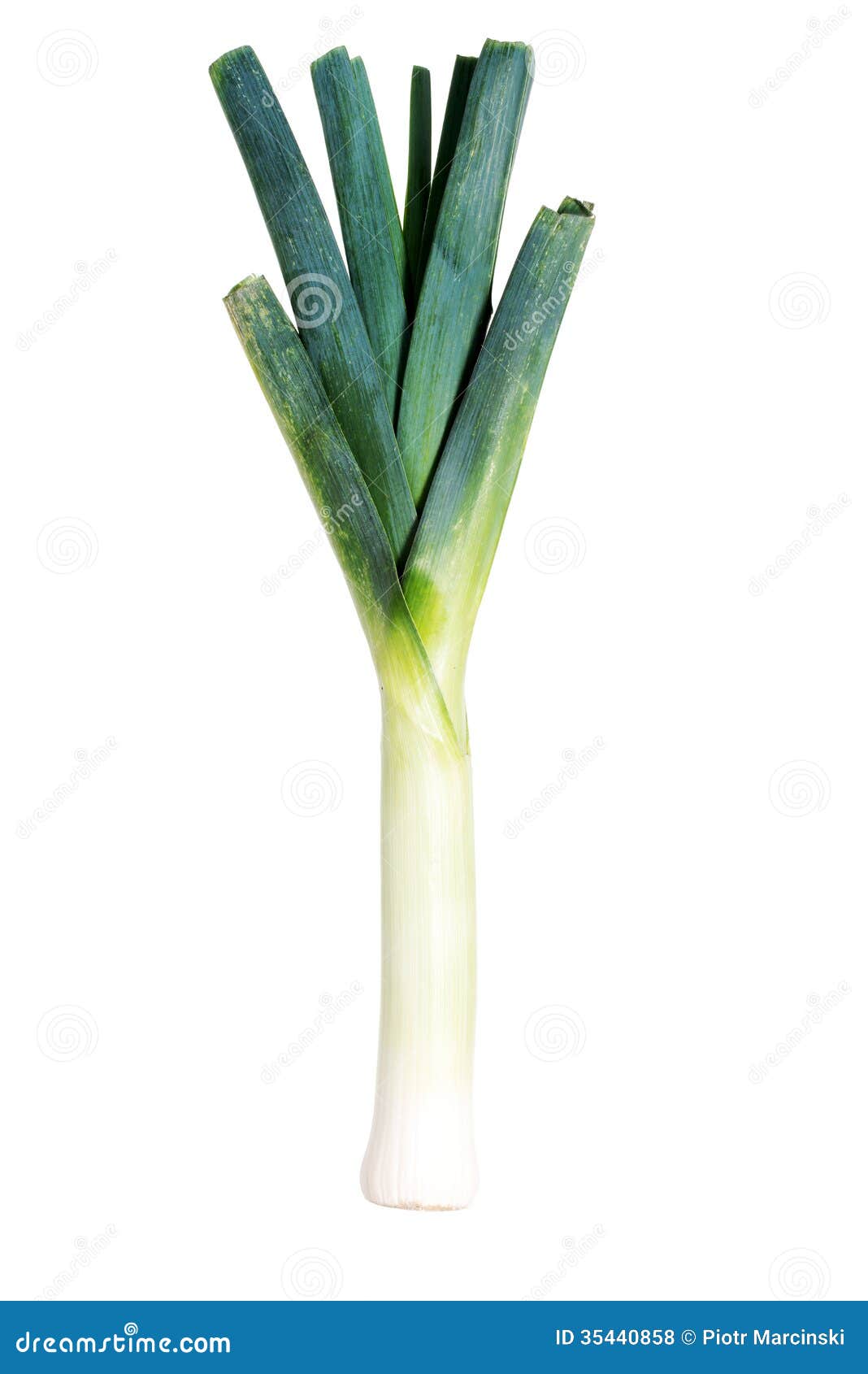 Fresh, Green Leek Over White. Stock Photo - Image of healthy, leek ...