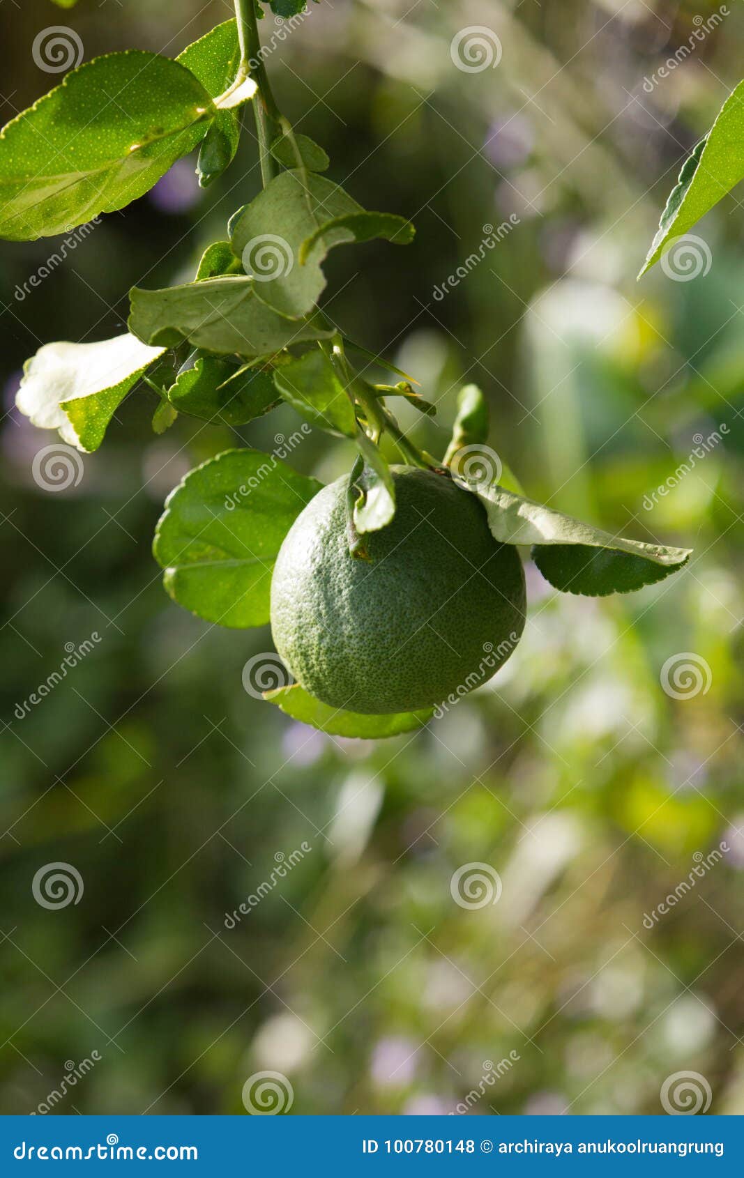 Fresh green lemon stock photo. Image of agriculture - 100780148