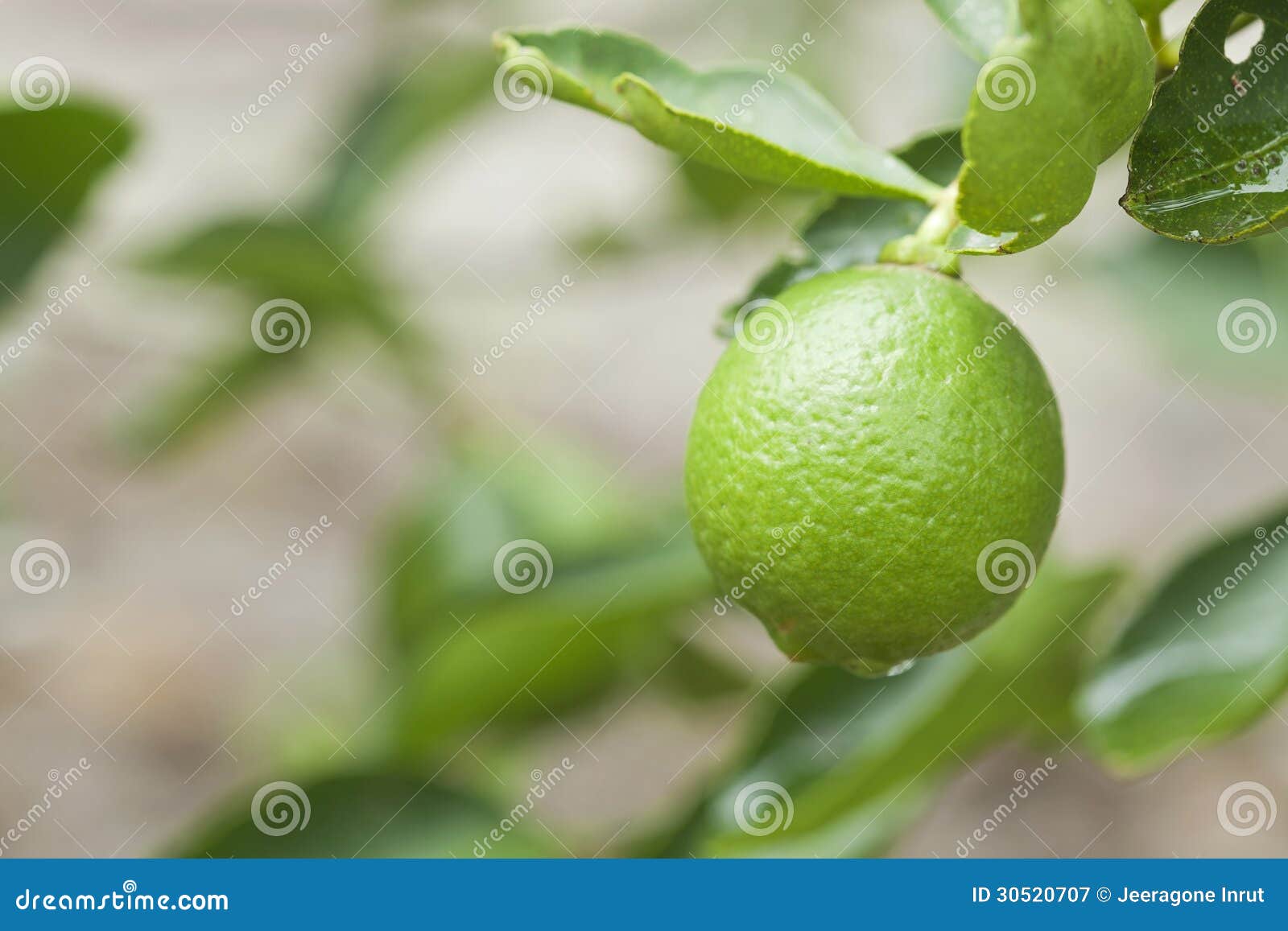 Fresh green lemon stock image. Image of closeup, plant - 30520707