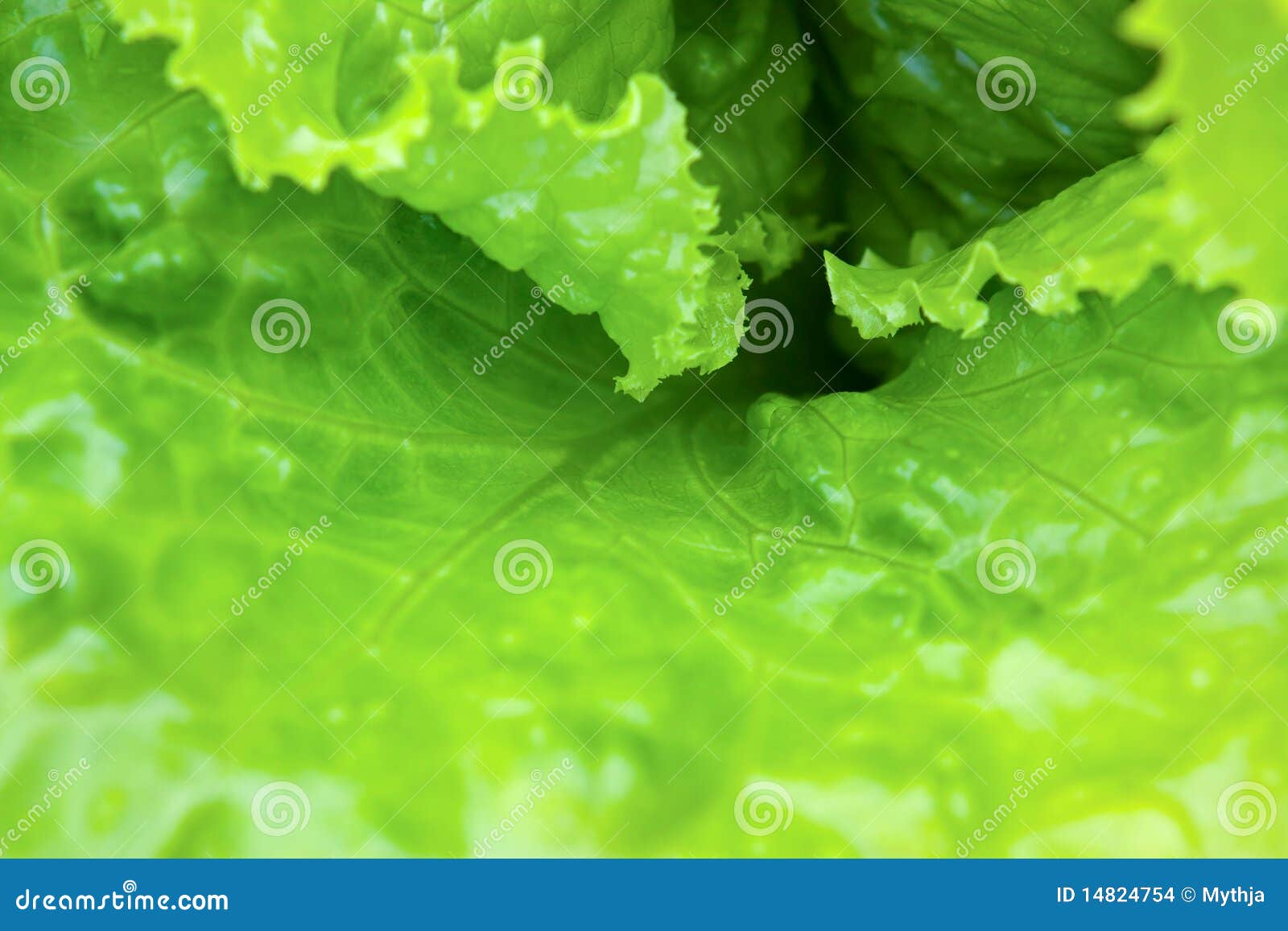 Fresh green lettuce stock photo. Image of biology, drops - 14824754